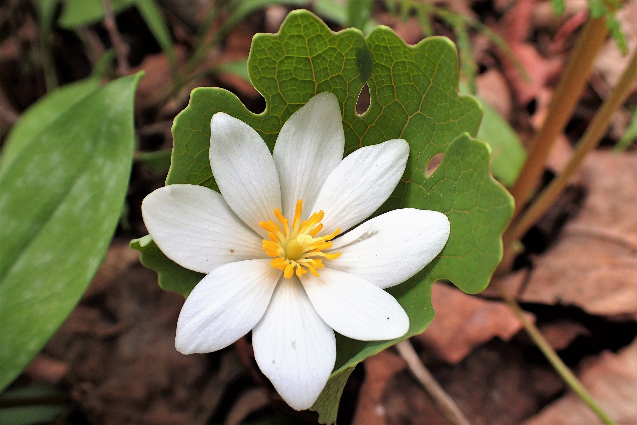 10 White BLOODROOT Sanguinaria Canadensis Shade Ground Cover Flower Se ...