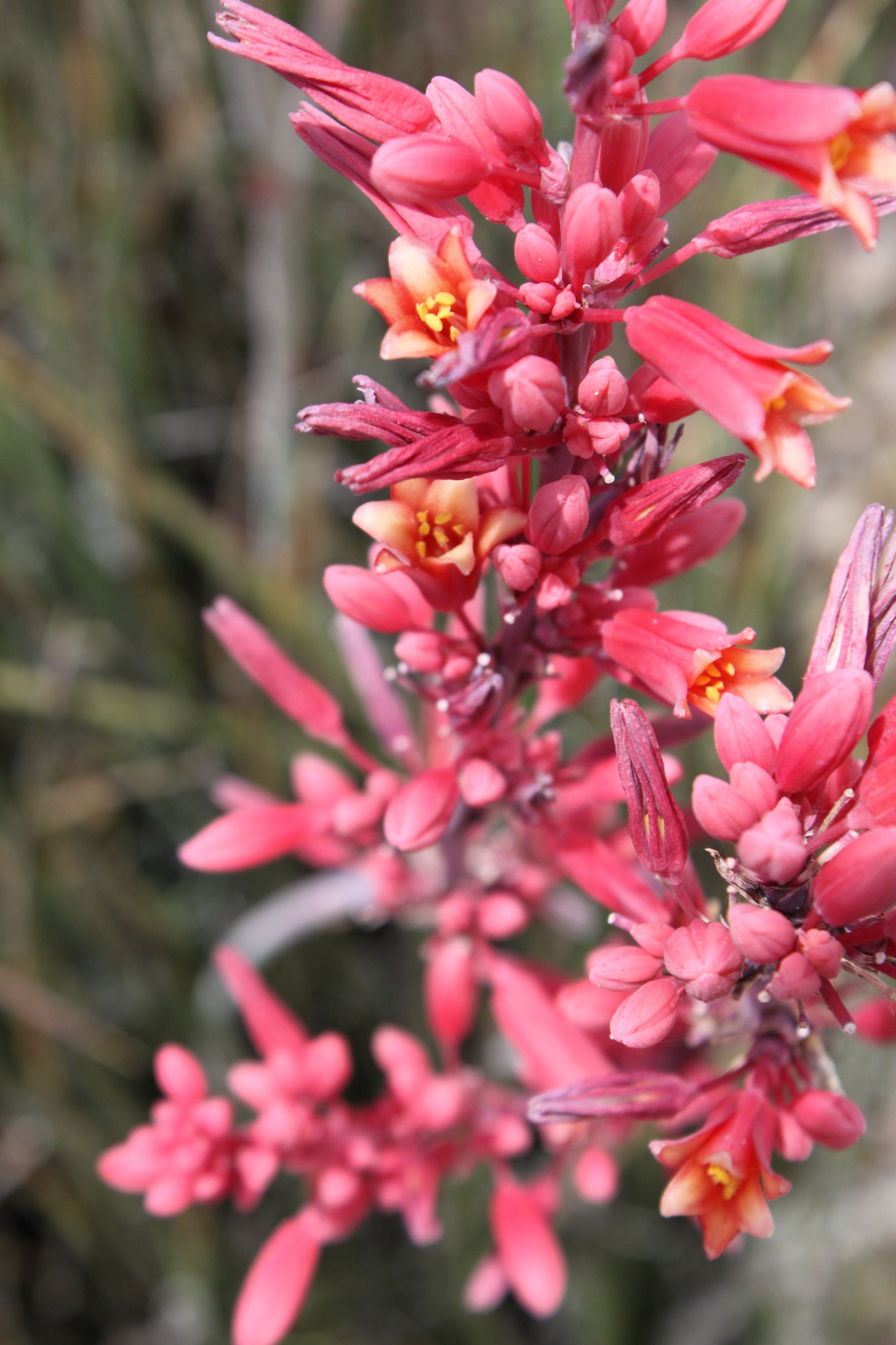 25 RED YUCCA Hesperaloe Parviflora aka Hummingbird, Coral, & Texas Yuc ...