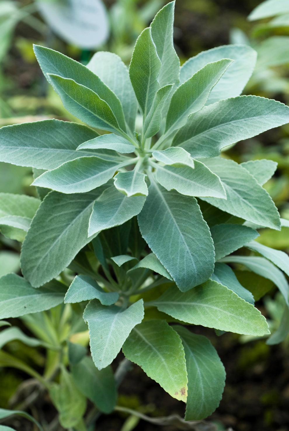 75 Sacred California WHITE SAGE Salvia Apiana Shrub Silver Folliage Na ...