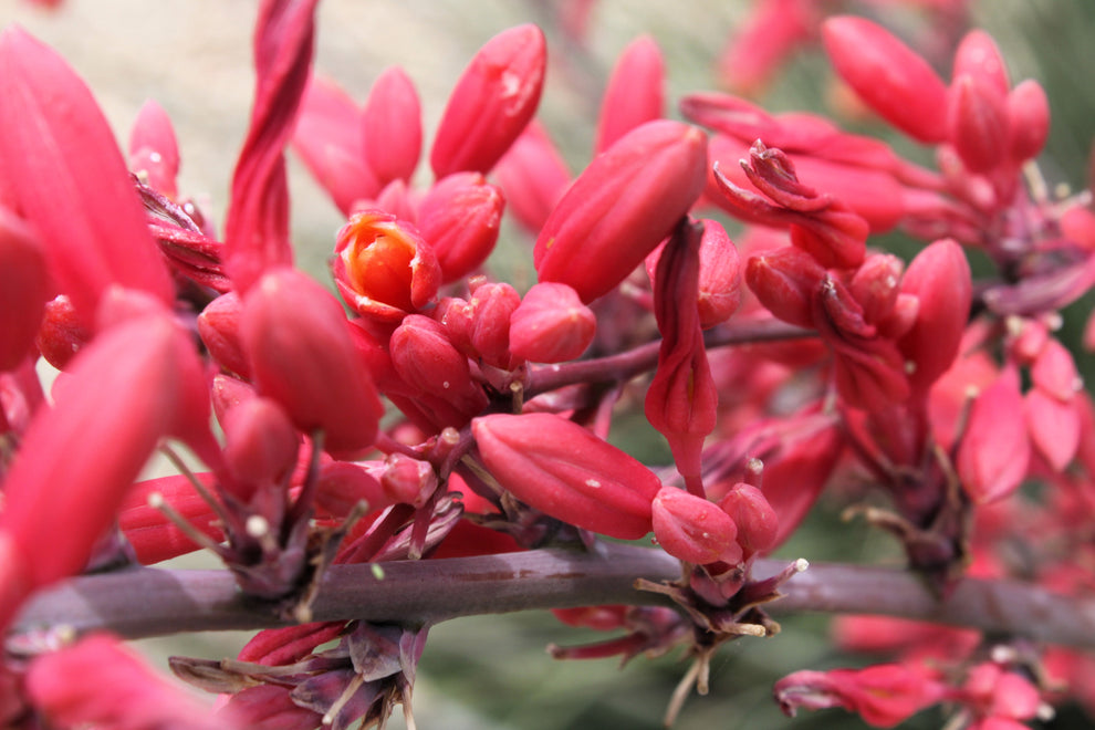 25 RED YUCCA Hesperaloe Parviflora aka Hummingbird, Coral, & Texas Yuc ...
