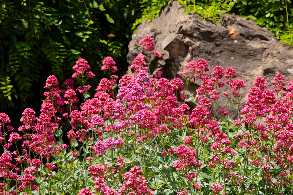 50 RED JUPITER'S BEARD Valerian Keys of Heaven Centranthus Ruber Flowe ...