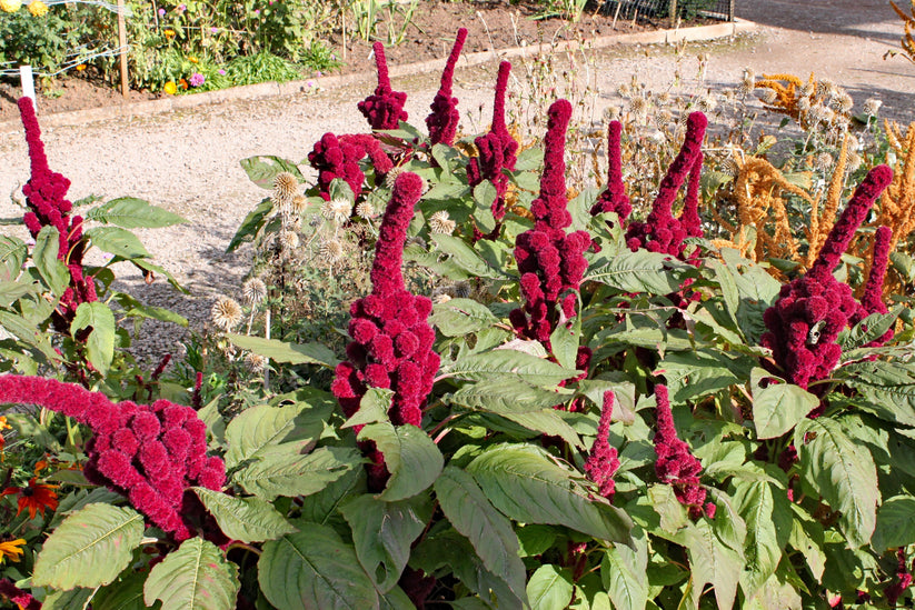 100 Organic ELEPHANT HEAD AMARANTHUS Amaranthus Gangeticus Burgundy Re ...