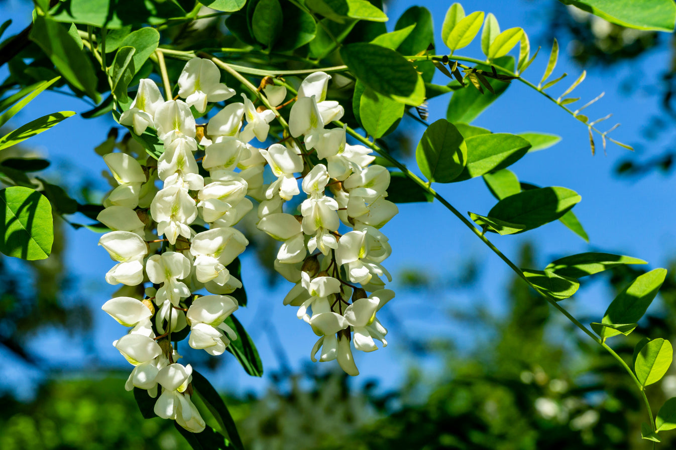 25 Flowering BLACK LOCUST TREE (Yellow Locust / False Acacia) Robinia ...