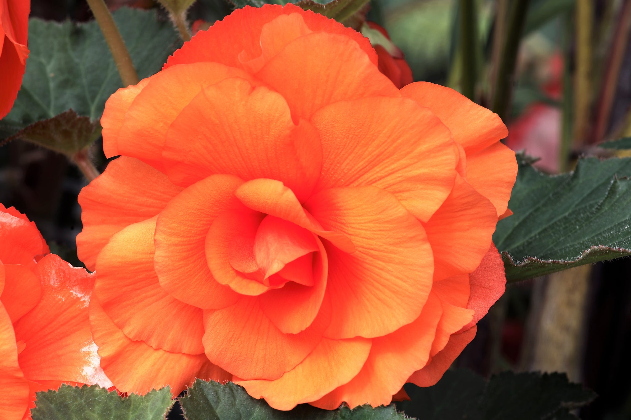 10 ORANGE DOUBLE BEGONIA Tuberosa Tuberous Begonia Shade Flower Seeds ...