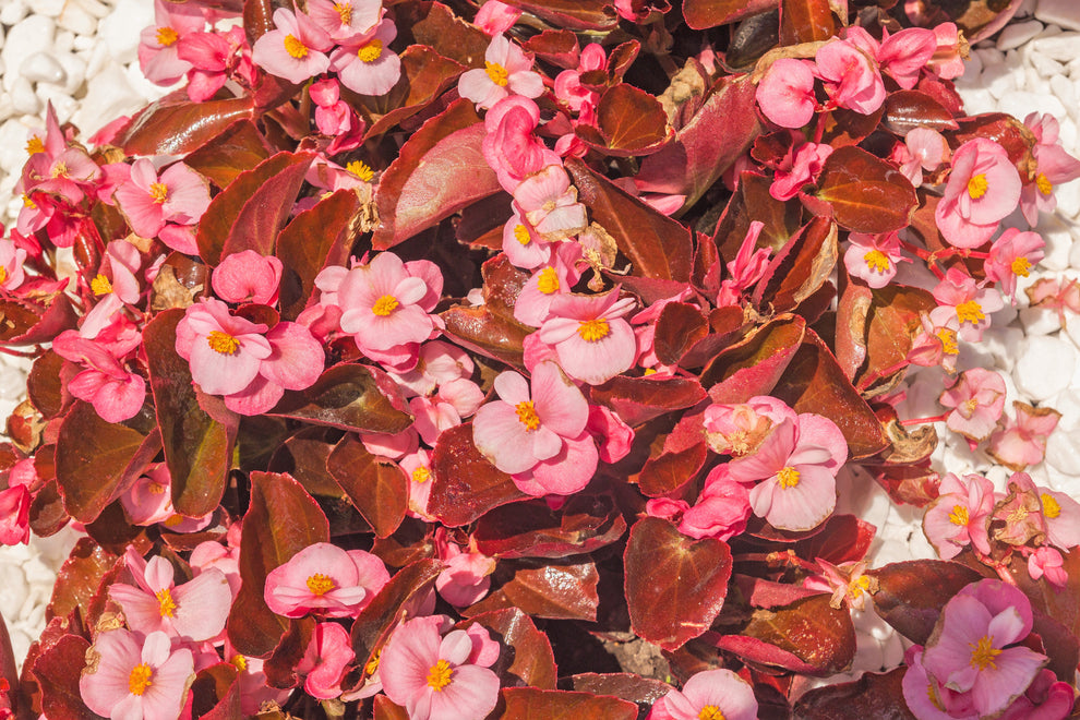 25 WAX MIXED BEGONIA Semperflorens Fibrous Mixed Colors Red Pink White ...
