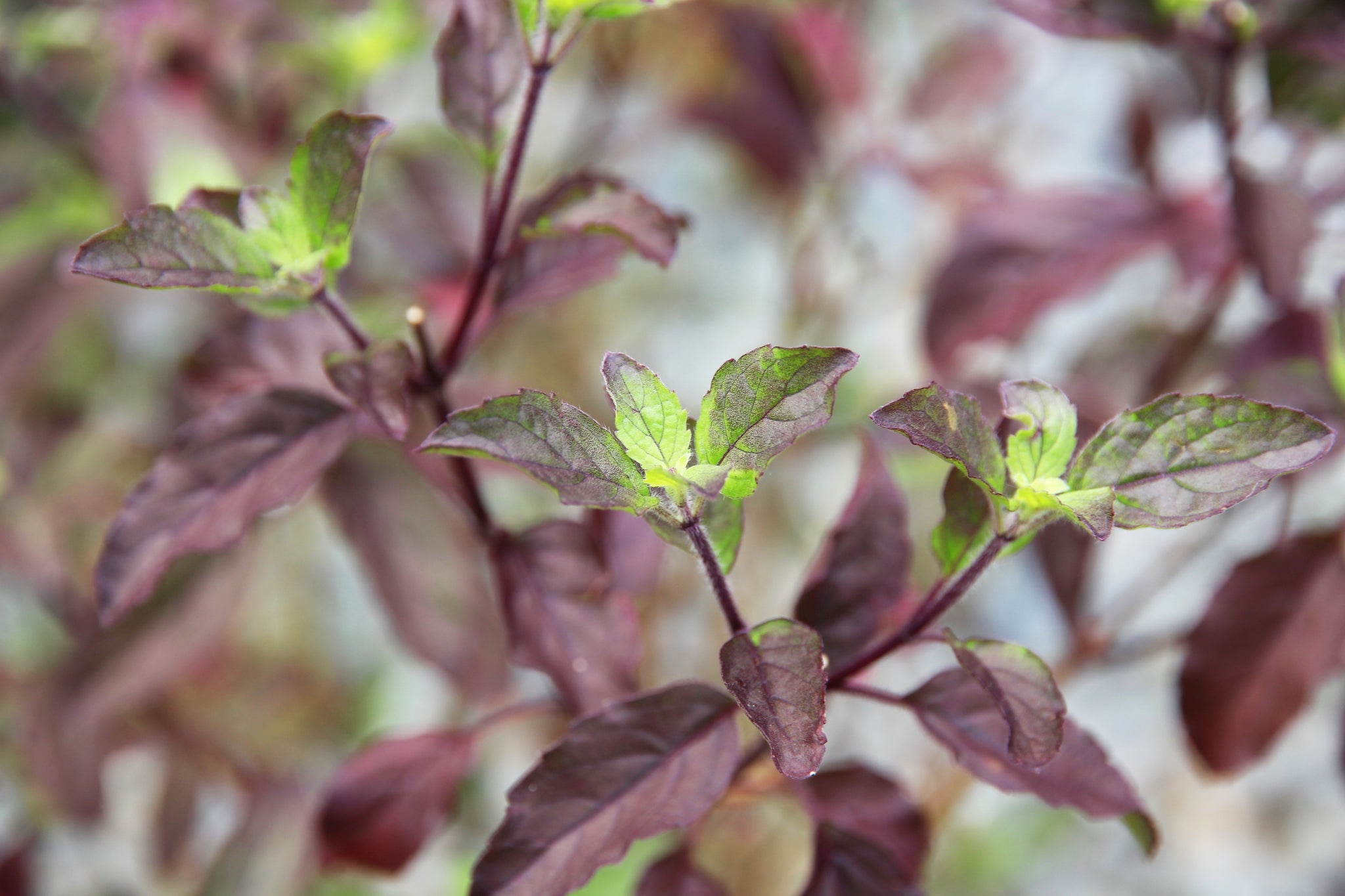 200 Purple Krishna Tulsi HOLY BASIL Ocimum Sanctum Tenuiflorum Herb Fl ...