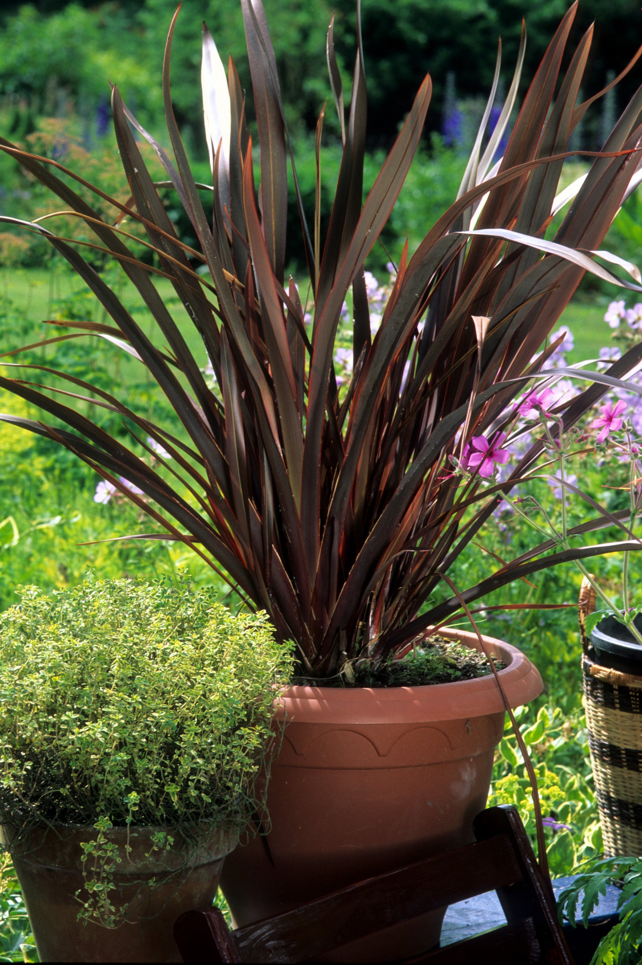 10 Purple NEW ZEALAND FLAX Phormium Tenax Purpureum Ornamental Grass F ...