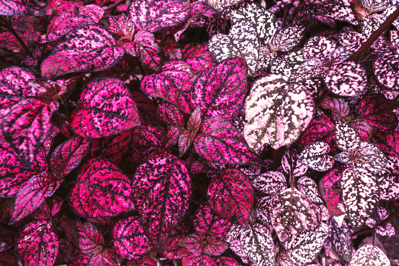 10 Dwarf ROSE Pink POLKA DOT PLANT Splash Select Hypoestes Phyllostach ...