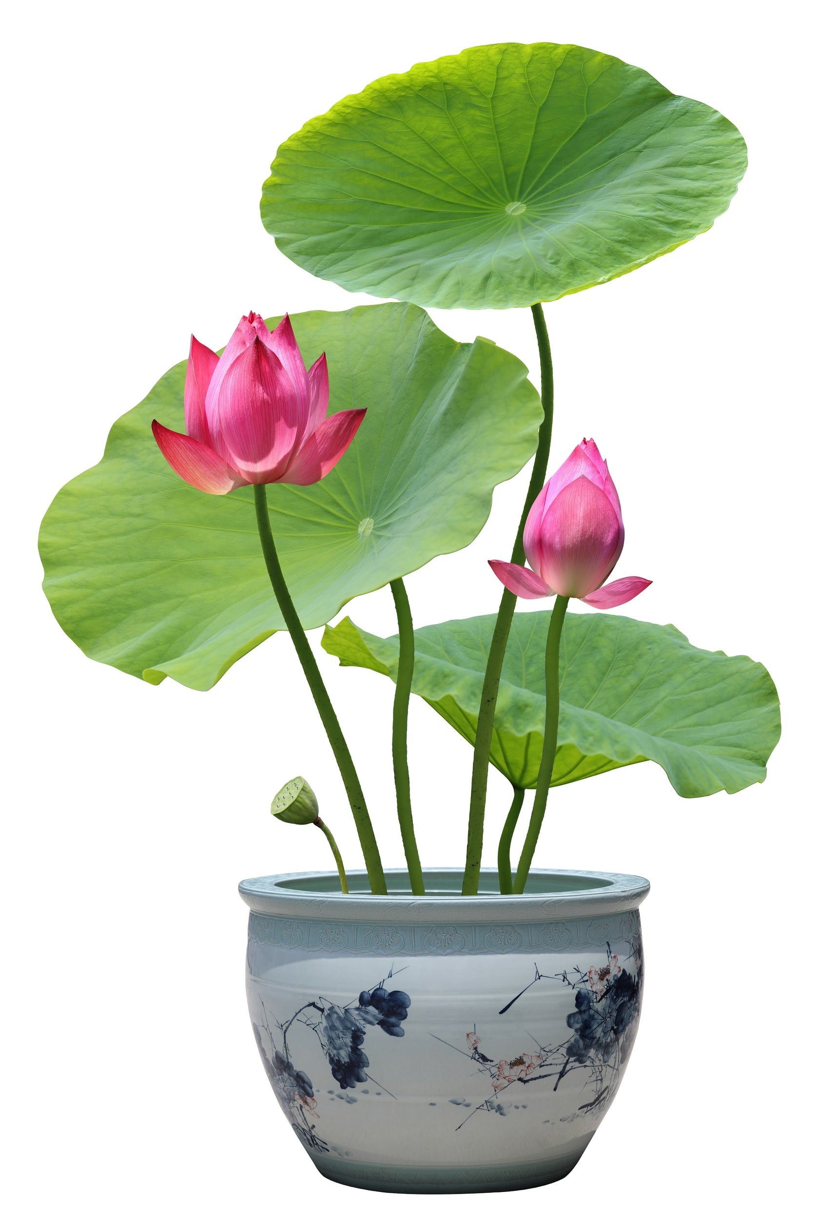 5 BOWL LOTUS Mixed Colors Dwarf Nelumbo Nucifera Aquatic Flower Seeds ...