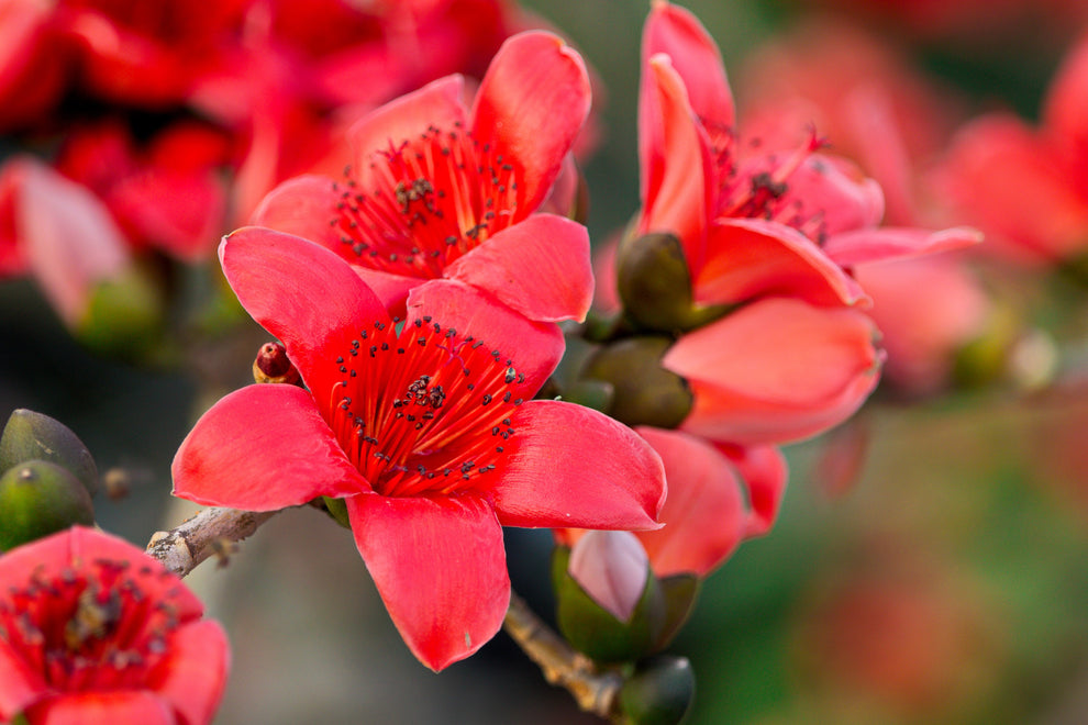 10 RED SILK COTTON Tree Bombax Ceiba Kapok Tropical Flower Seeds ...