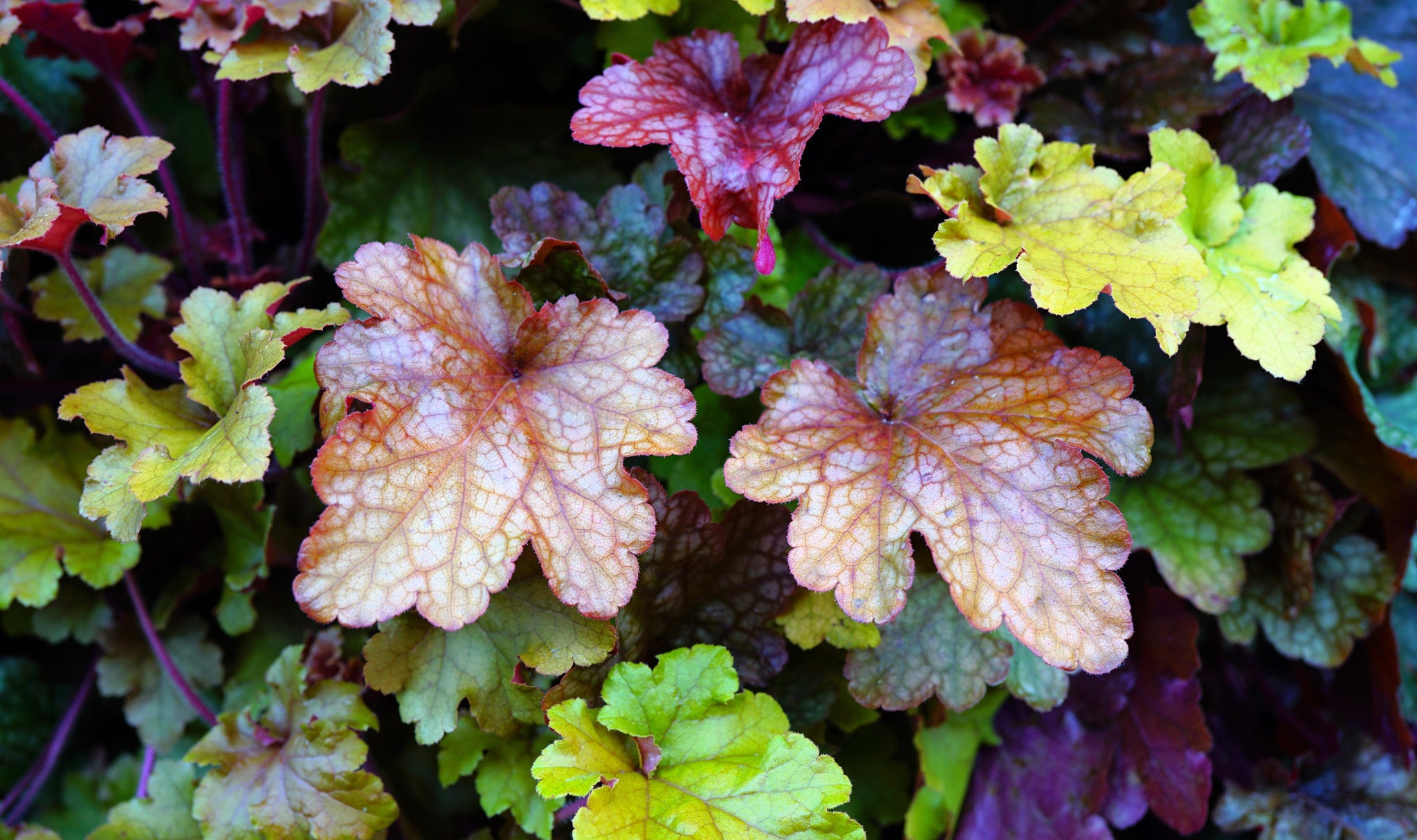 1200 Mixed Colors CORAL BELLS HEUCHERA Shade Flower Seeds – Seedville USA