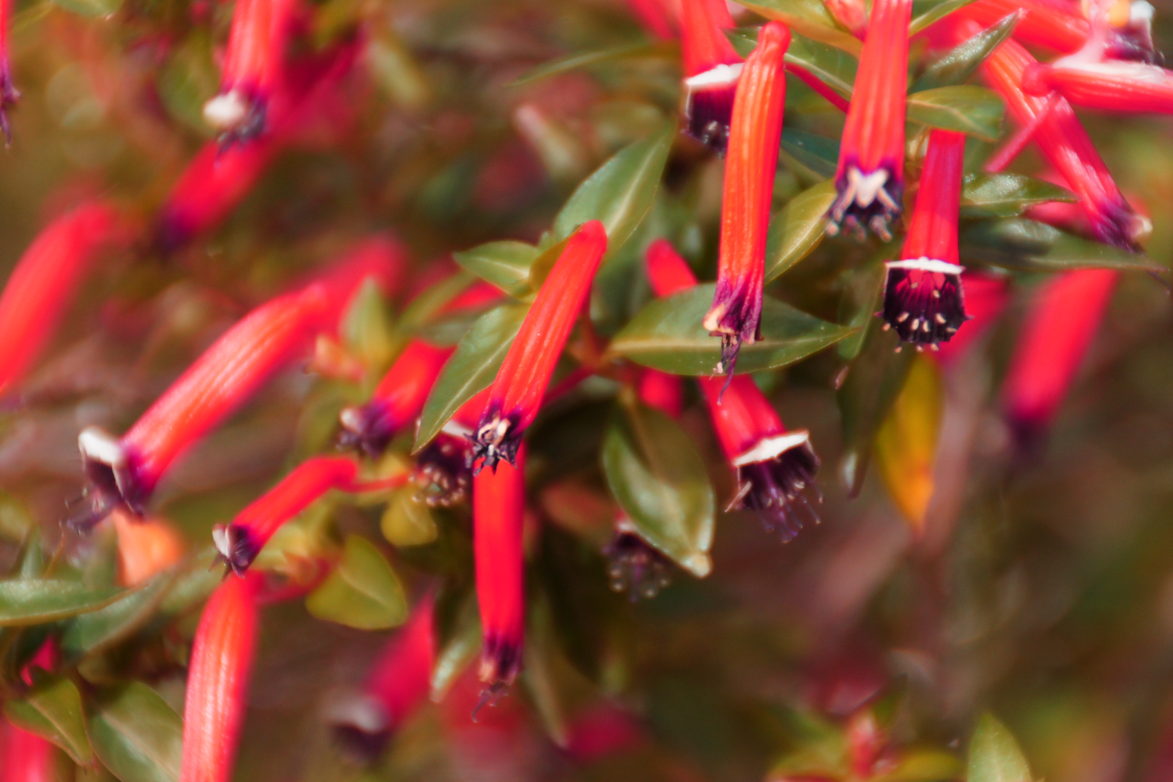 10 Red CIGAR PLANT Mexican Firecracker Cuphea Ignea Hummingbird Flower ...