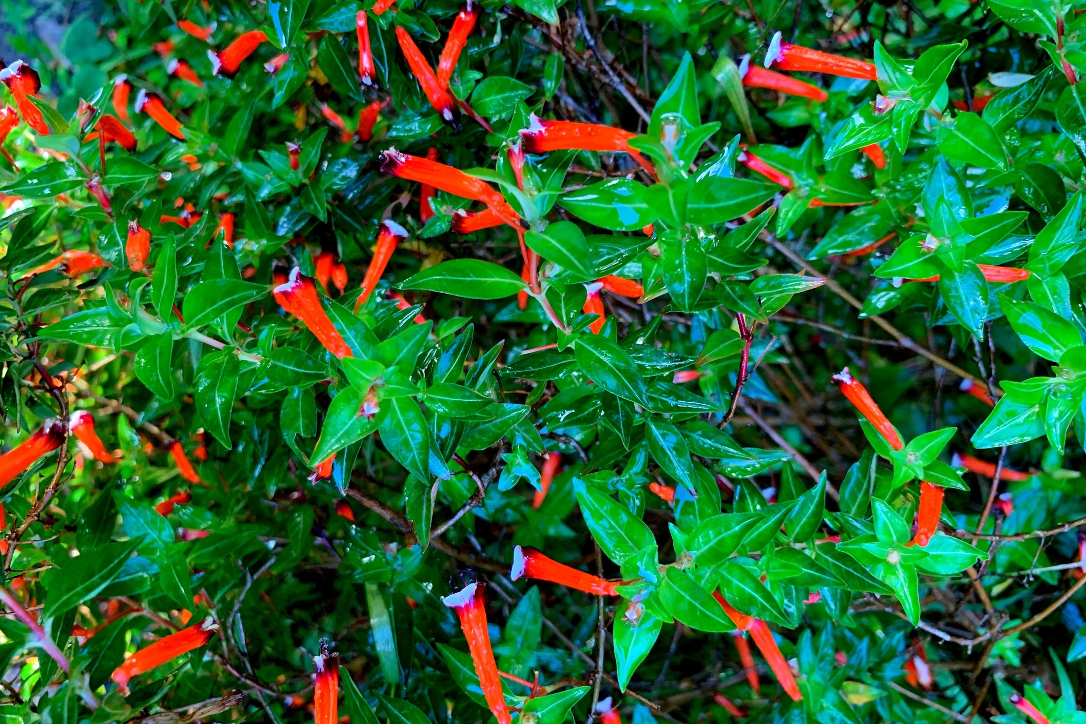 10 Red CIGAR PLANT Mexican Firecracker Cuphea Ignea Hummingbird Flower ...