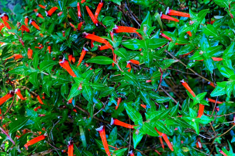 10 Red CIGAR PLANT Mexican Firecracker Cuphea Ignea Hummingbird Flower ...