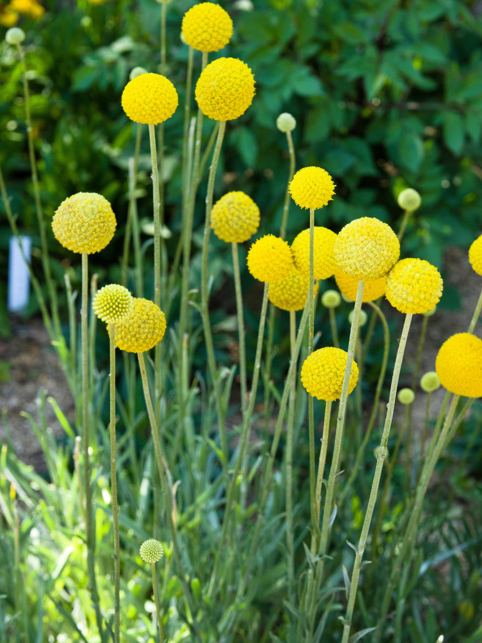 20 Yellow BILLY BUTTONS / WOLLYHEADS Craspedia Globosa Flower Seeds ...