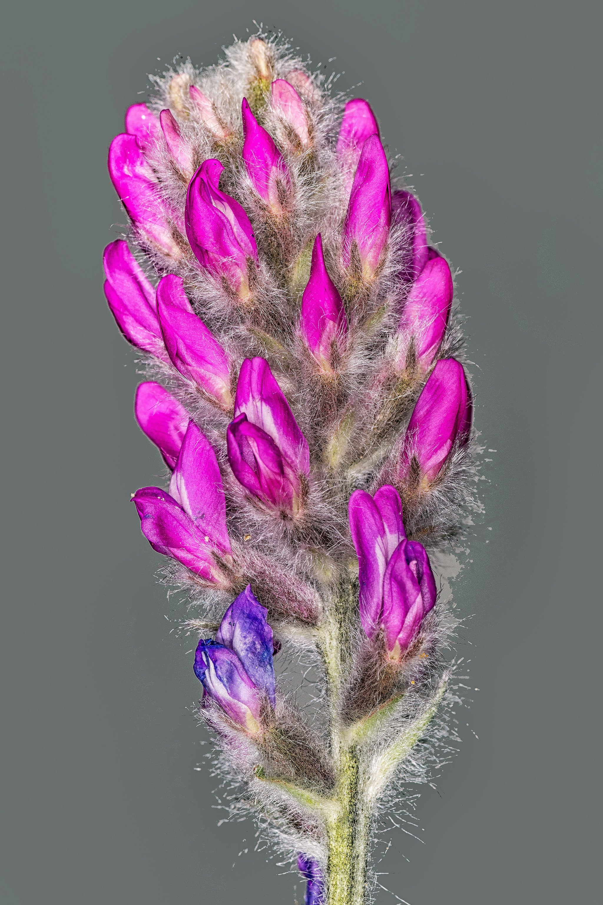 30 Purple LOCOWEED CRAZYWEED Oxytropis Lambertii Native Flower Seeds ...