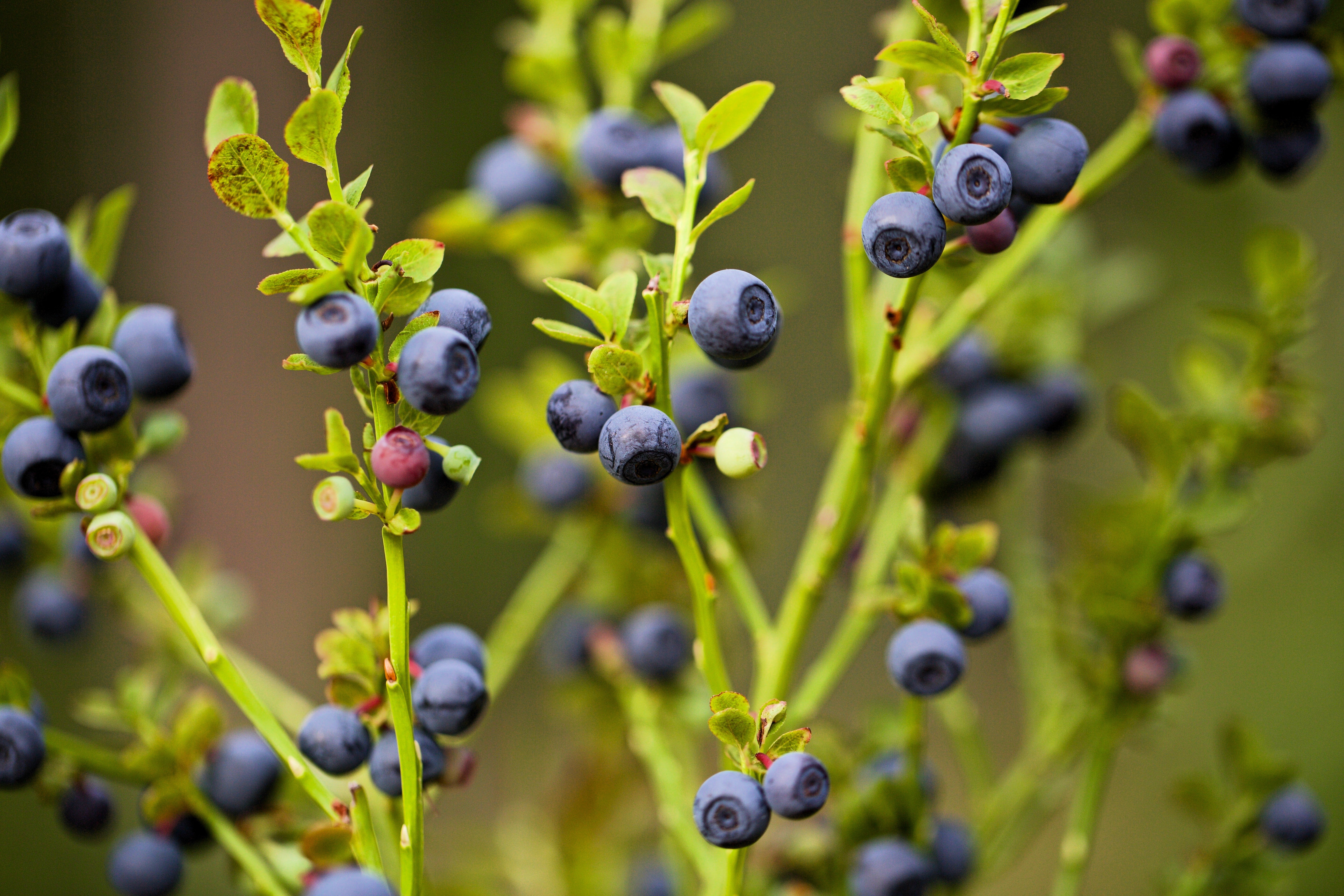 20 Common BILBERRY Fruit Shrub European Blueberry Vaccinium Myrtillus ...