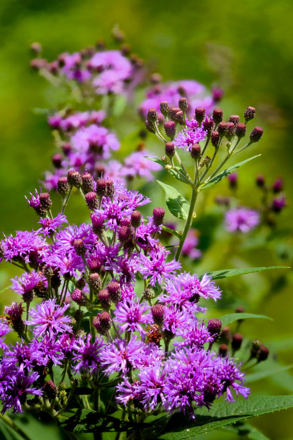 250 PURPLE IRONWEED Prairie Vernonia Fasciculata Flower Seeds ...