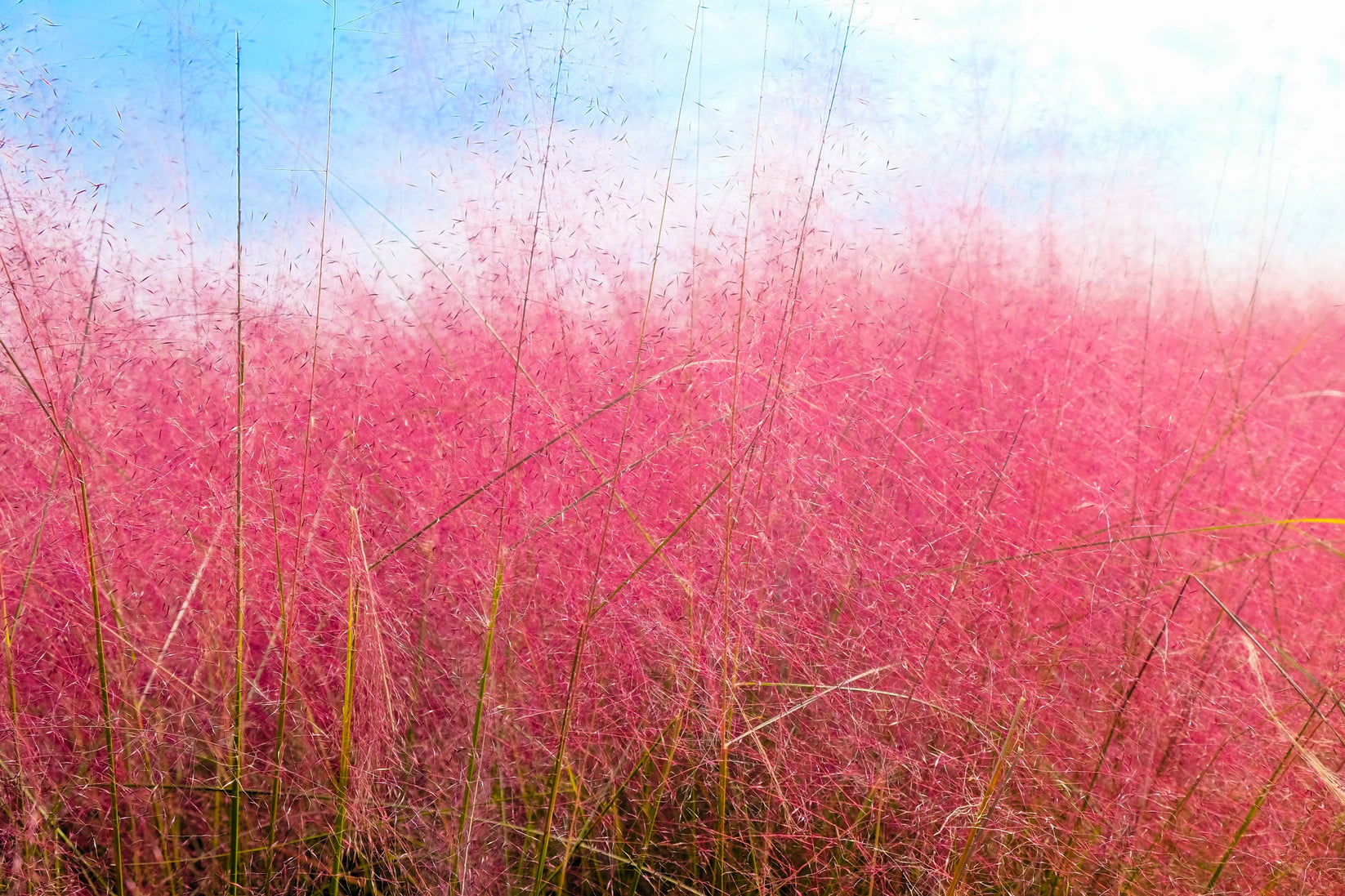 40 PINK MUHLY GRASS Cotton Candy Grass Muhlenbergia Capillaris Native ...