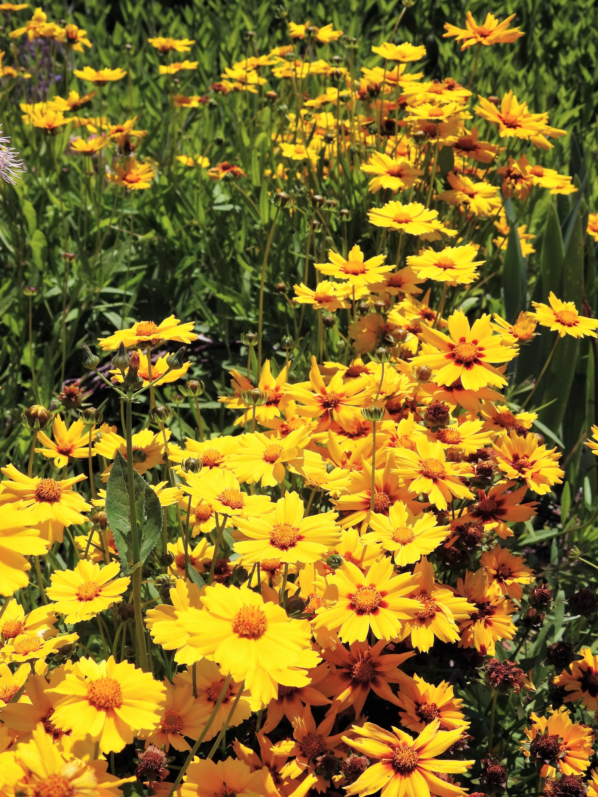 1000 YELLOW SAND COREOPSIS Lanceolata Lanceleaf Tickseed Flower Seeds ...