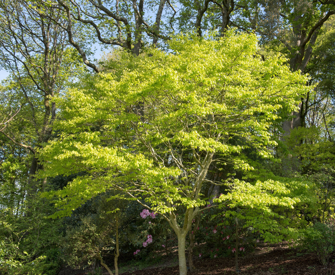 10 YELLOW ASH TREE Kentucky Yellowwood White Flowers Cladrastis Lutea ...