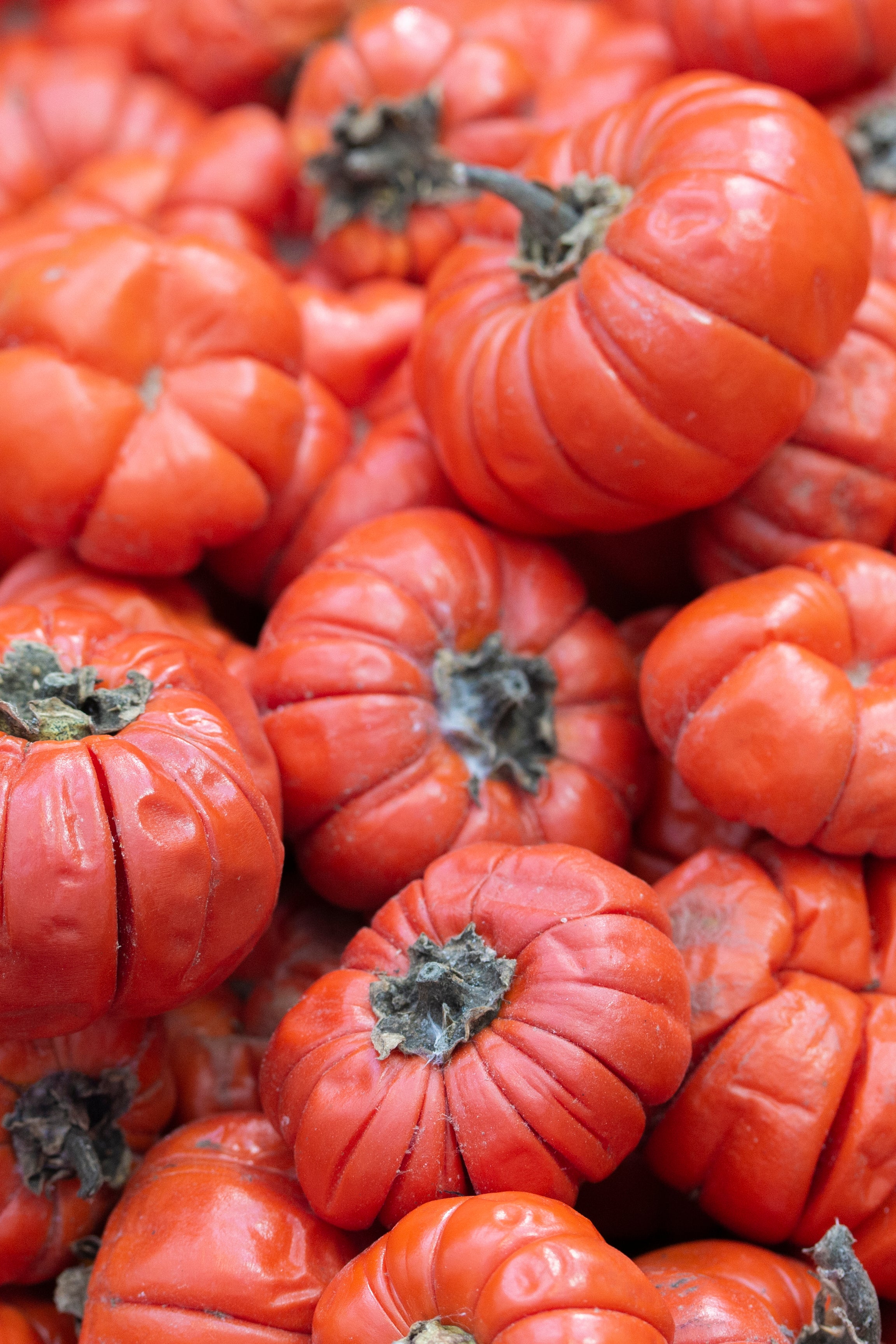 25 RUFFLED RED EGGPLANT Pumpkin On A Stick Edible & Ornamental Solanum ...