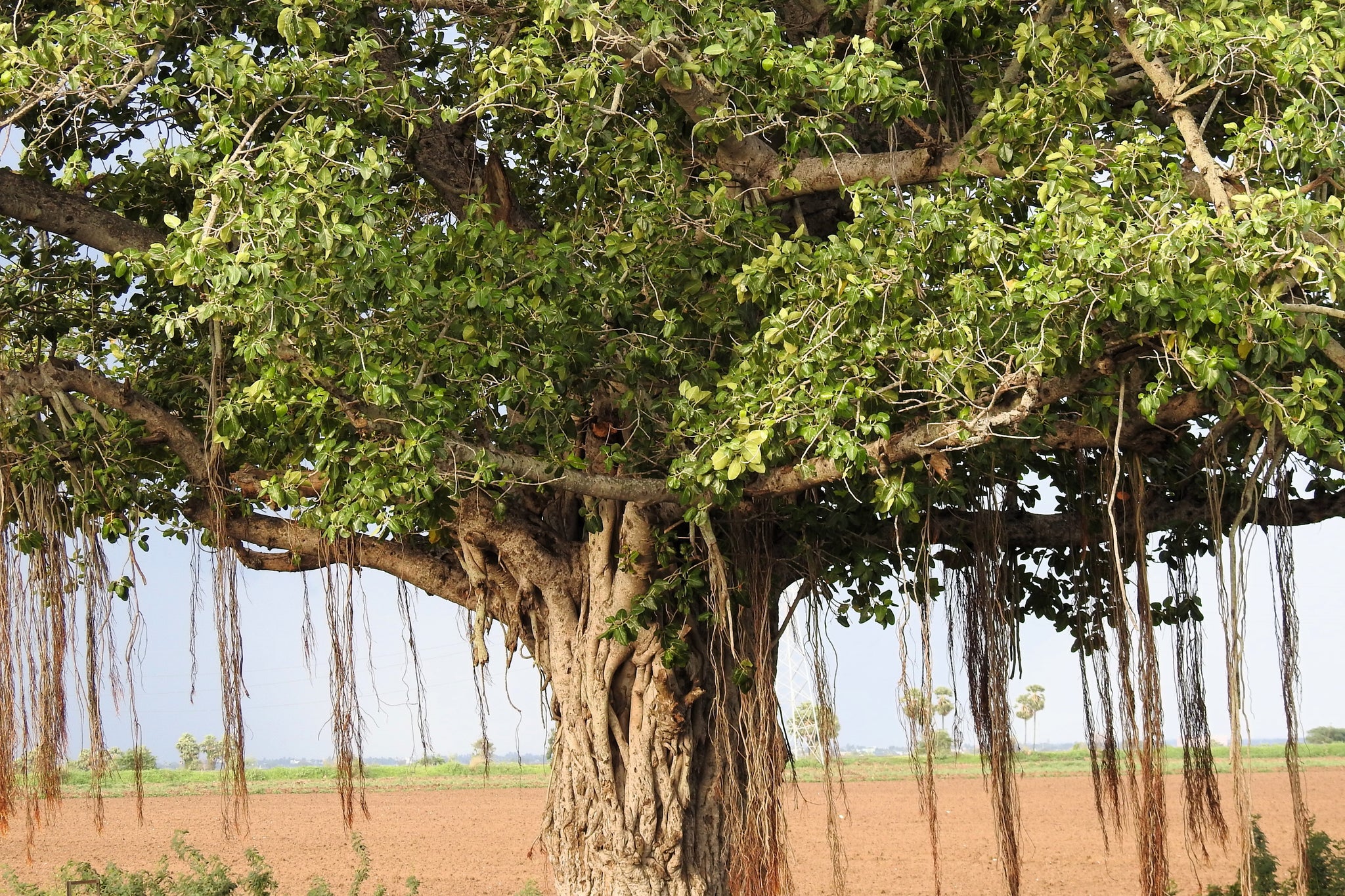 50 BANYAN / BANYAN FIG TREE East Indian Ficus Benghalensis Aerial Root ...
