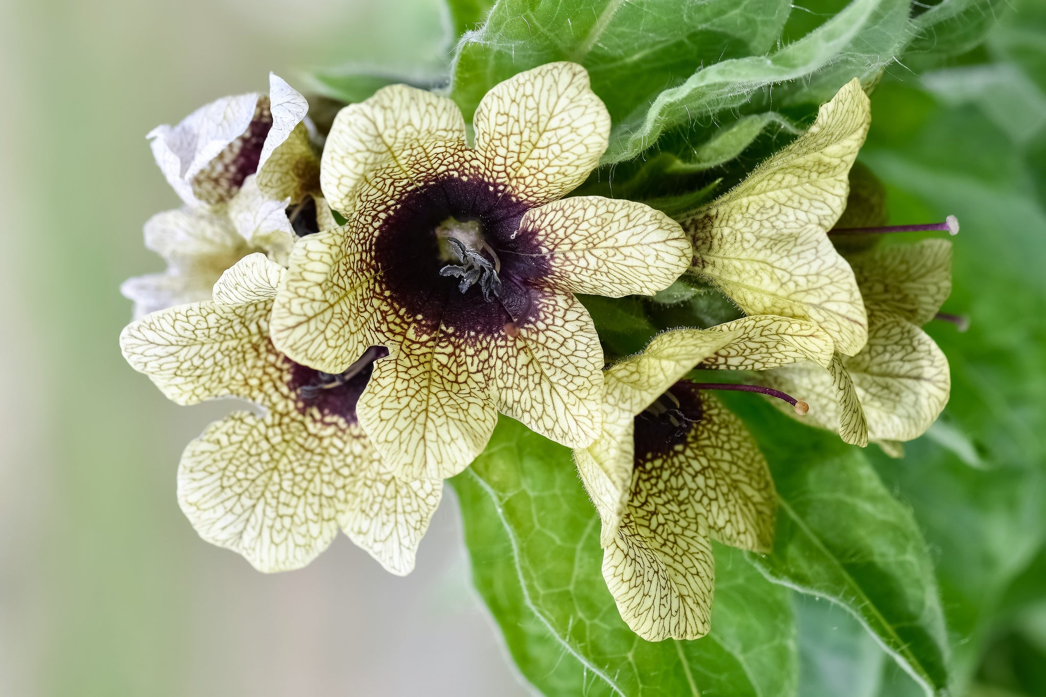 200 Black HENBANE Nightshade Hyoscyamus Niger Flower Seeds – Seedville USA