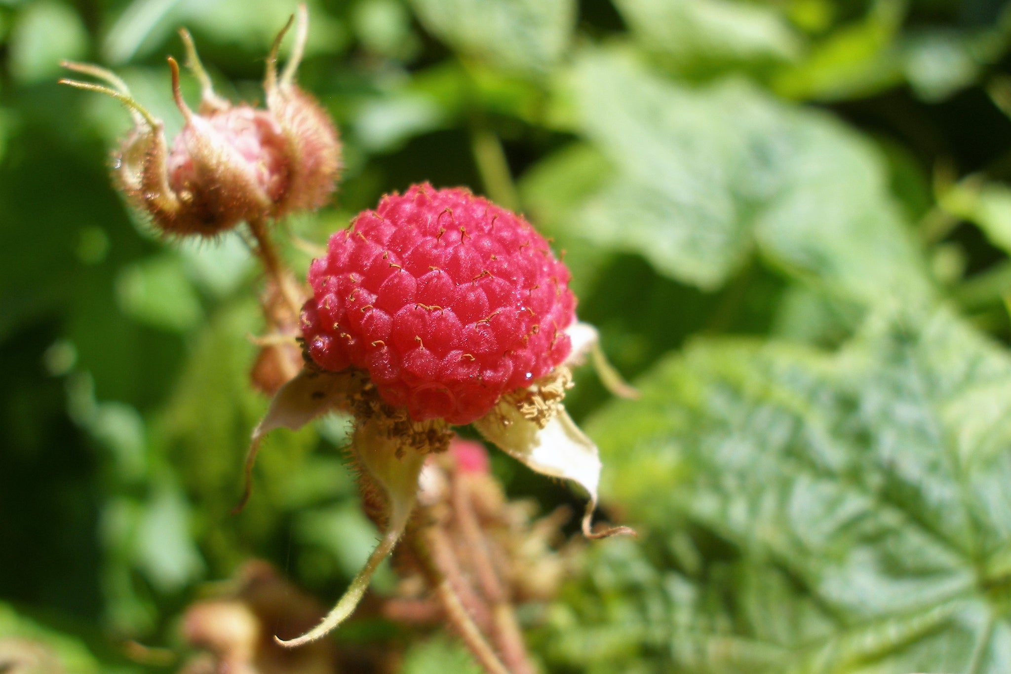 20 PURPLE FLOWERING RASPBERRY Thornless Edible Rubus Odoratus Fruit Be ...