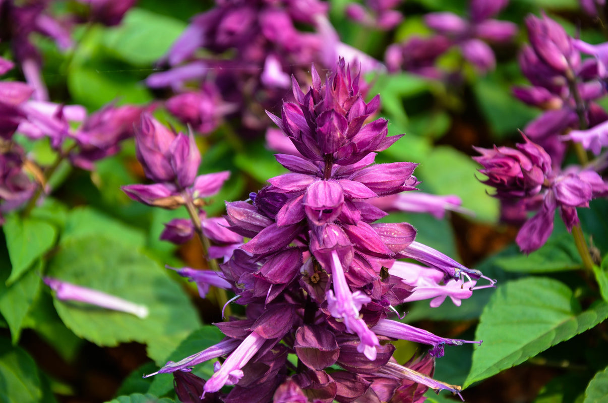 20 BRIGHT PURPLE SALVIA Splendens Scarlet Sage Flower Seeds – Seedville USA