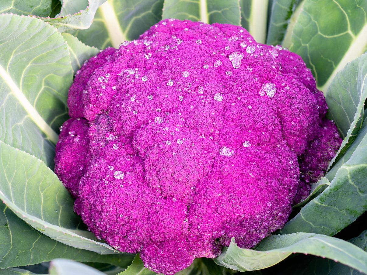 25 PURPLE CAULIFLOWER Violet Queen Brassica Oleracea Botrytis Vegetabl ...