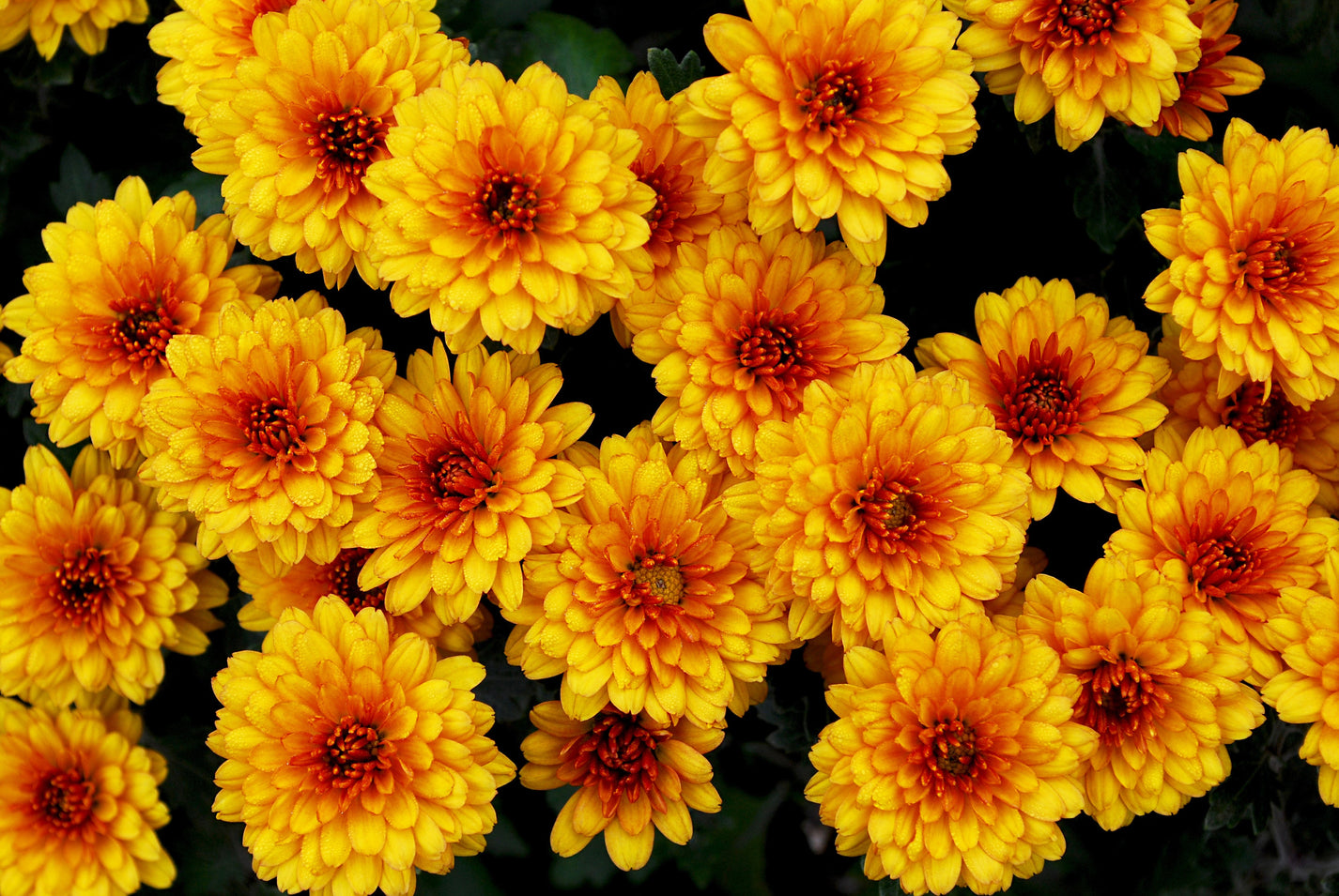 100 Tricolor DOUBLE PAINTED DAISY Chrysanthemum Carinatum Tanacetum Du ...