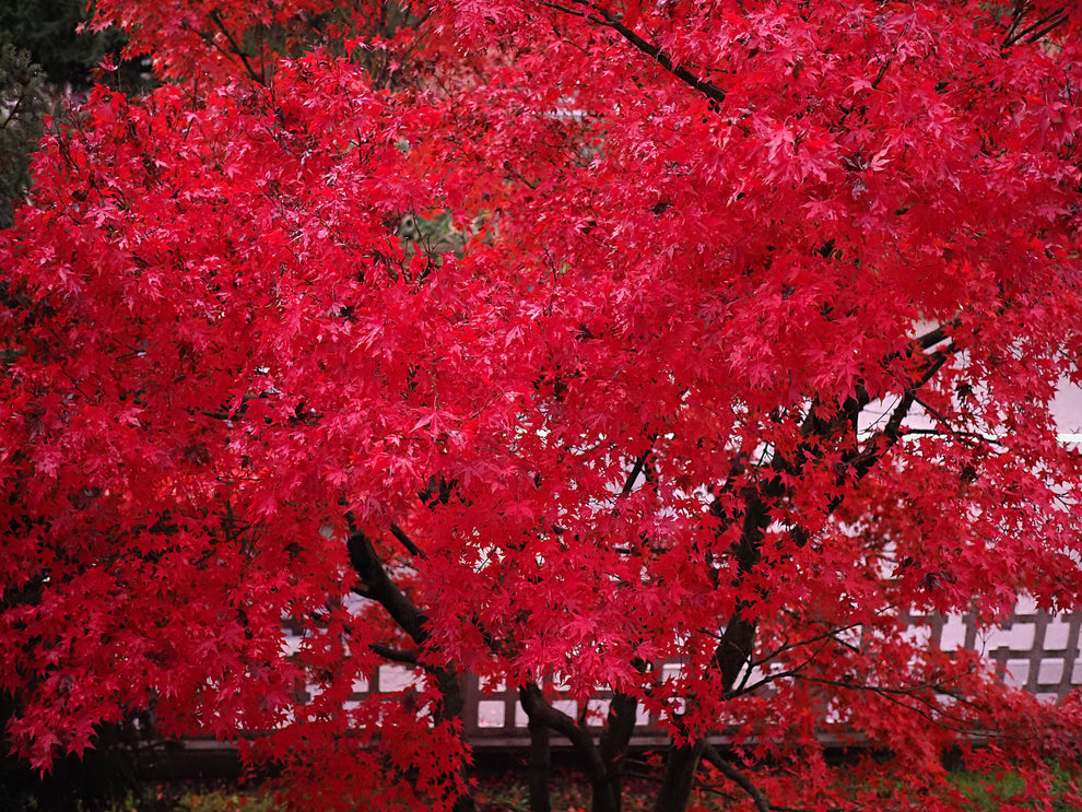 25 Scarlet CAROLINA RED MAPLE Tree Acer Rubrum Seeds – Seedville USA