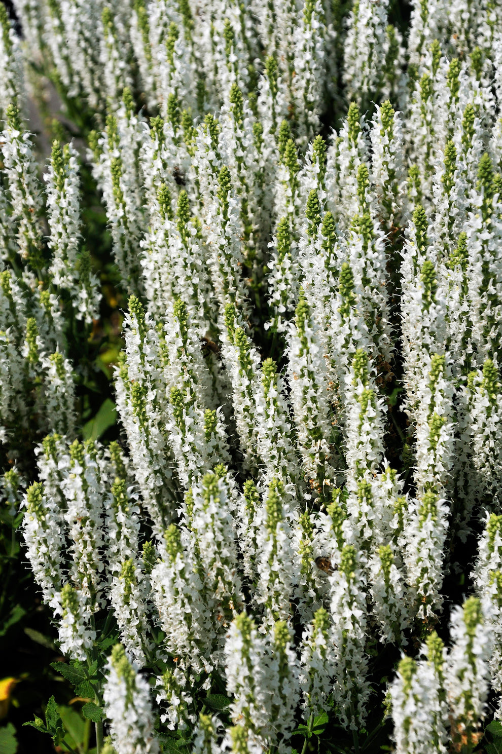 75 Sacred California WHITE SAGE Salvia Apiana Shrub Silver Folliage Na ...