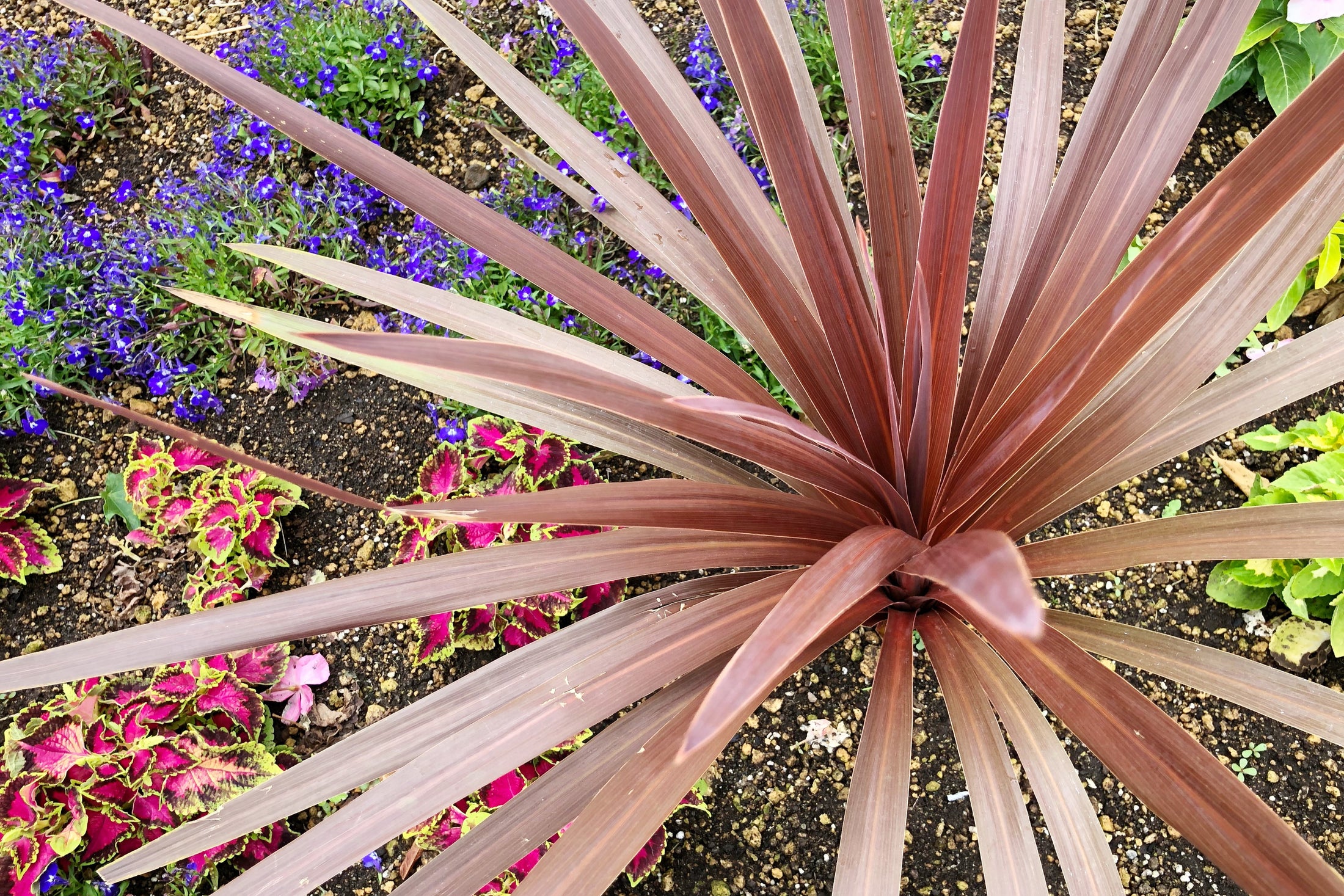 10 Purple NEW ZEALAND FLAX Phormium Tenax Purpureum Ornamental Grass F ...