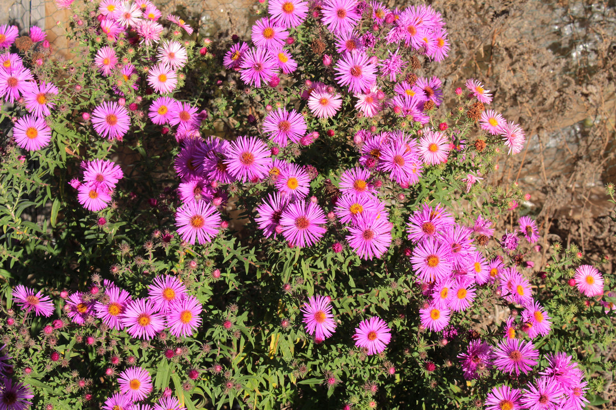 25 Table Mountain ICE PLANT Magenta Fuchsia Delosperma Cooperi Hardy P ...