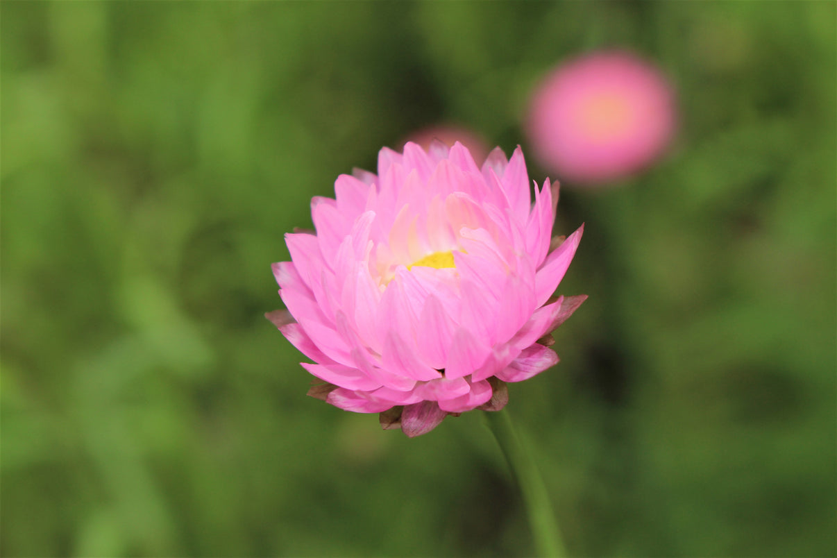 100 MIXED DOUBLE ACROCLINIUM aka Paper Daisy Helipterum Roseum Flower ...