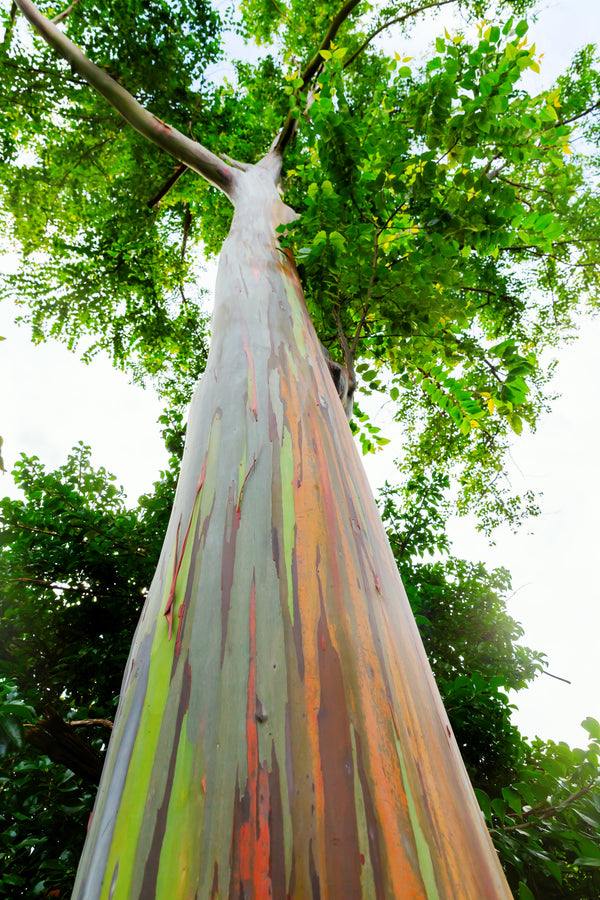 50 RAINBOW EUCALYPTUS Deglupta Gum Multicolor Bark Tree Seeds ...