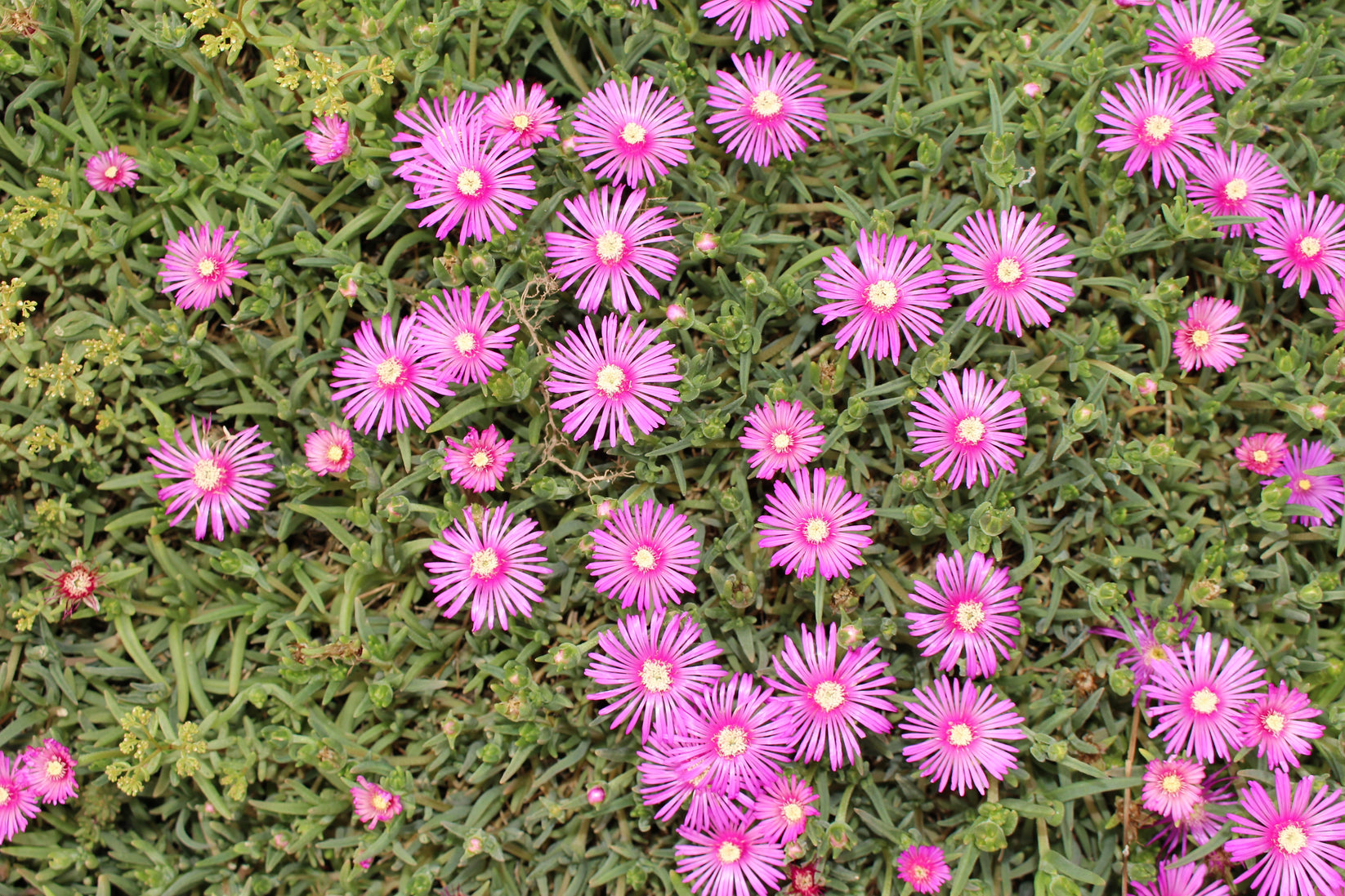 25 Table Mountain ICE PLANT Magenta Fuchsia Delosperma Cooperi Hardy P ...