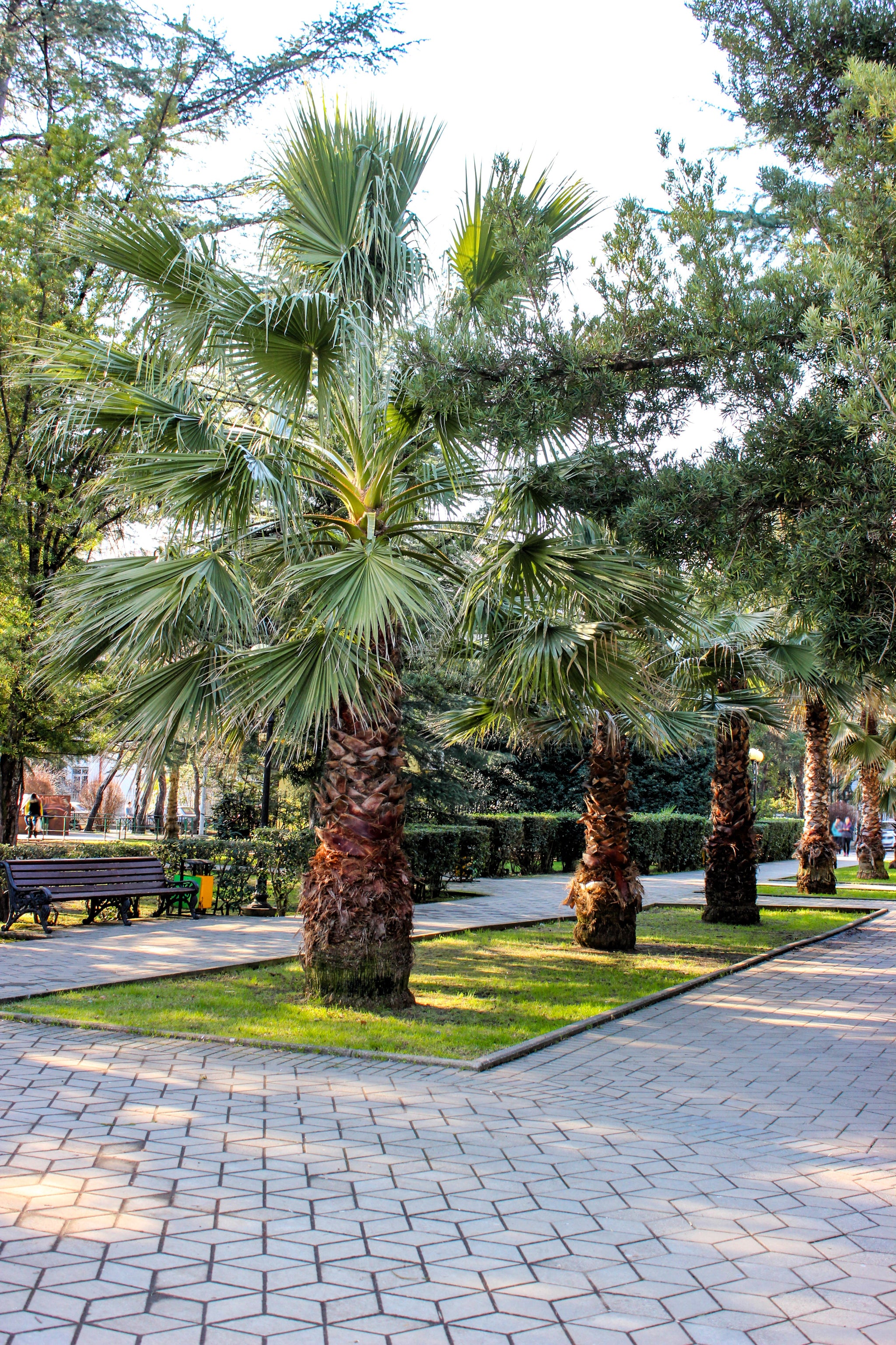 5 COMMON WINDMILL PALM Trachycarpus Fortunei Hardy Chusan Palm Tree Su ...