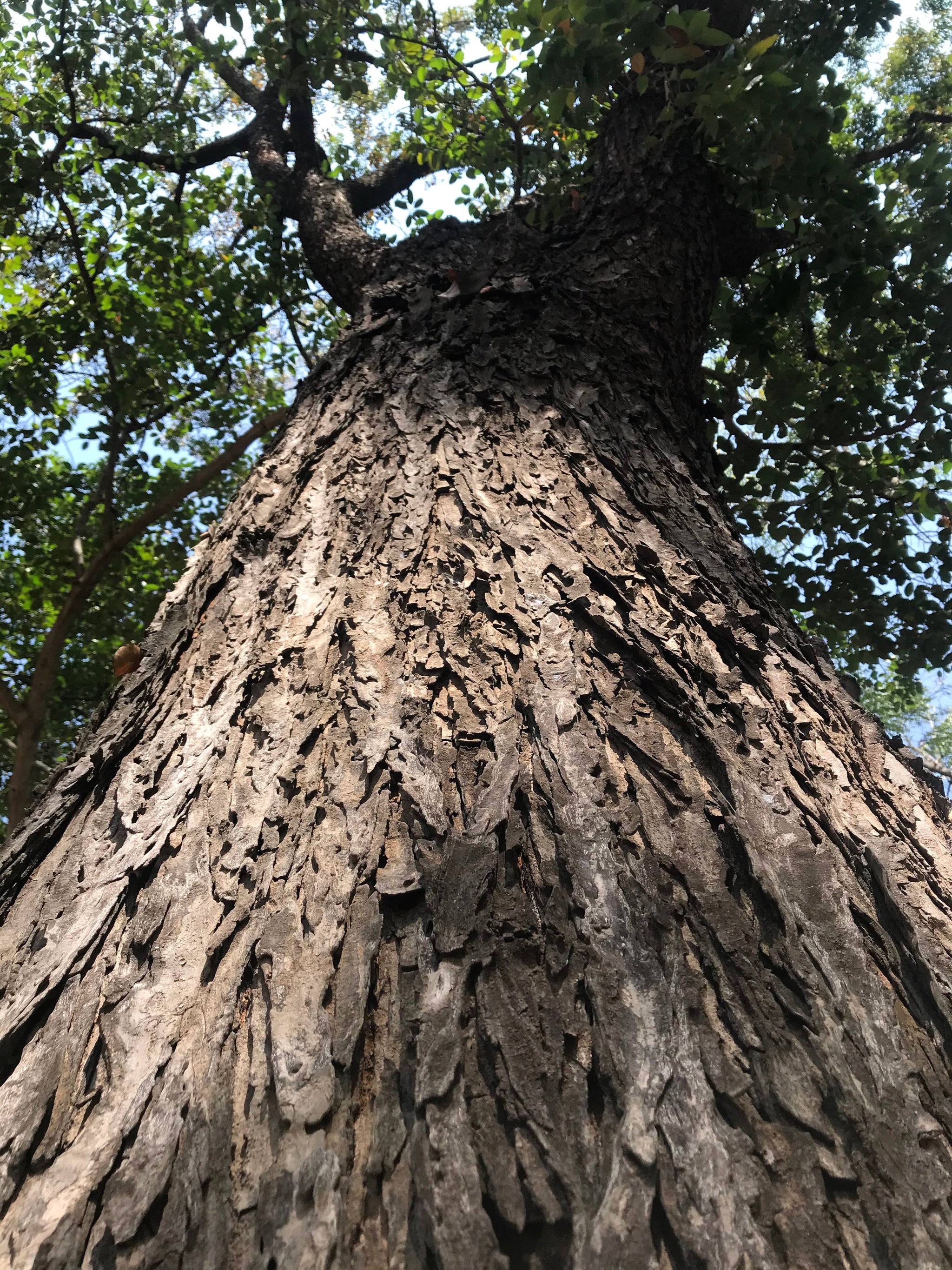5 TRUE MAHOGANY TREE Honduran Big Leaf Sky Fruit Swietenia Macrophylla ...