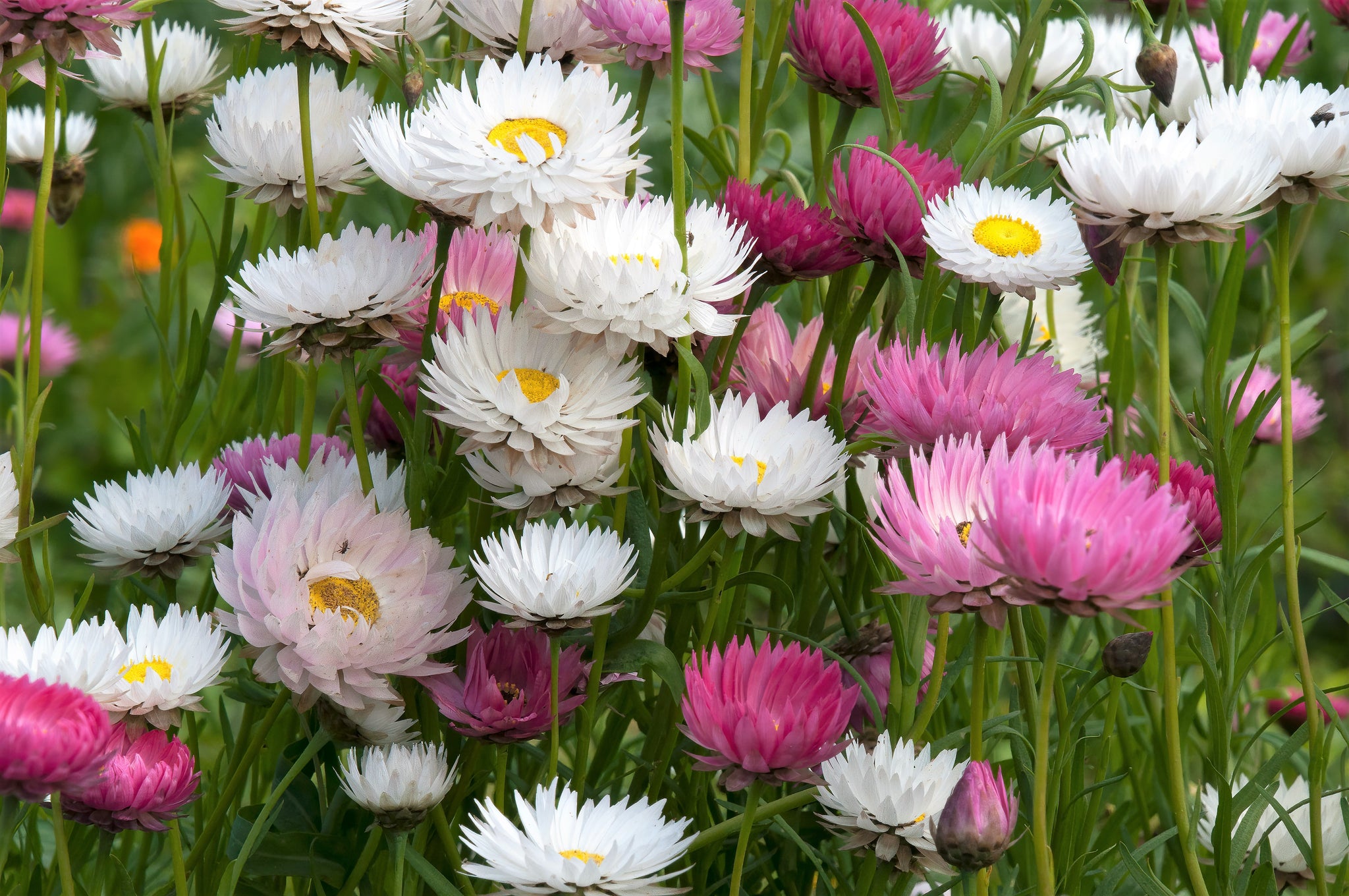 100 MIXED DOUBLE ACROCLINIUM Paper Daisy Helipterum Roseum Rhodanthe F ...