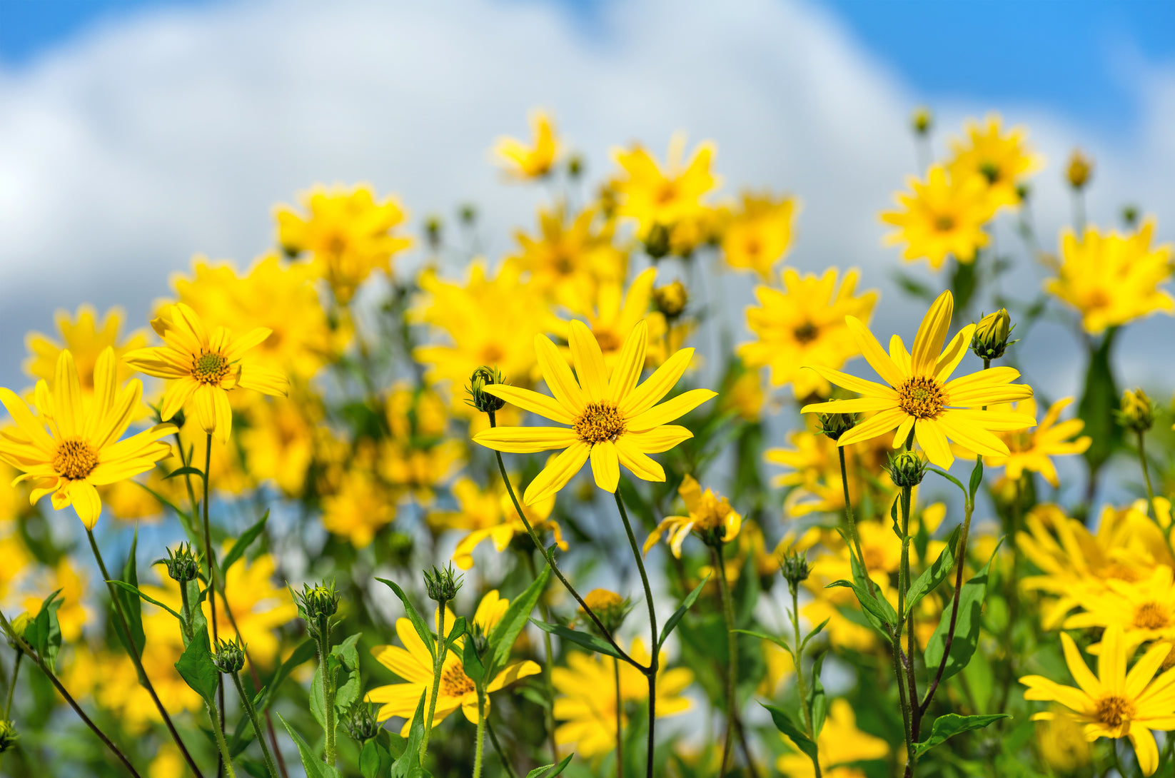20 JERUSALEM ARTICHOKE Sunchoke Sunroot Helianthus Tuberosus Yellow Su – Seedville USA