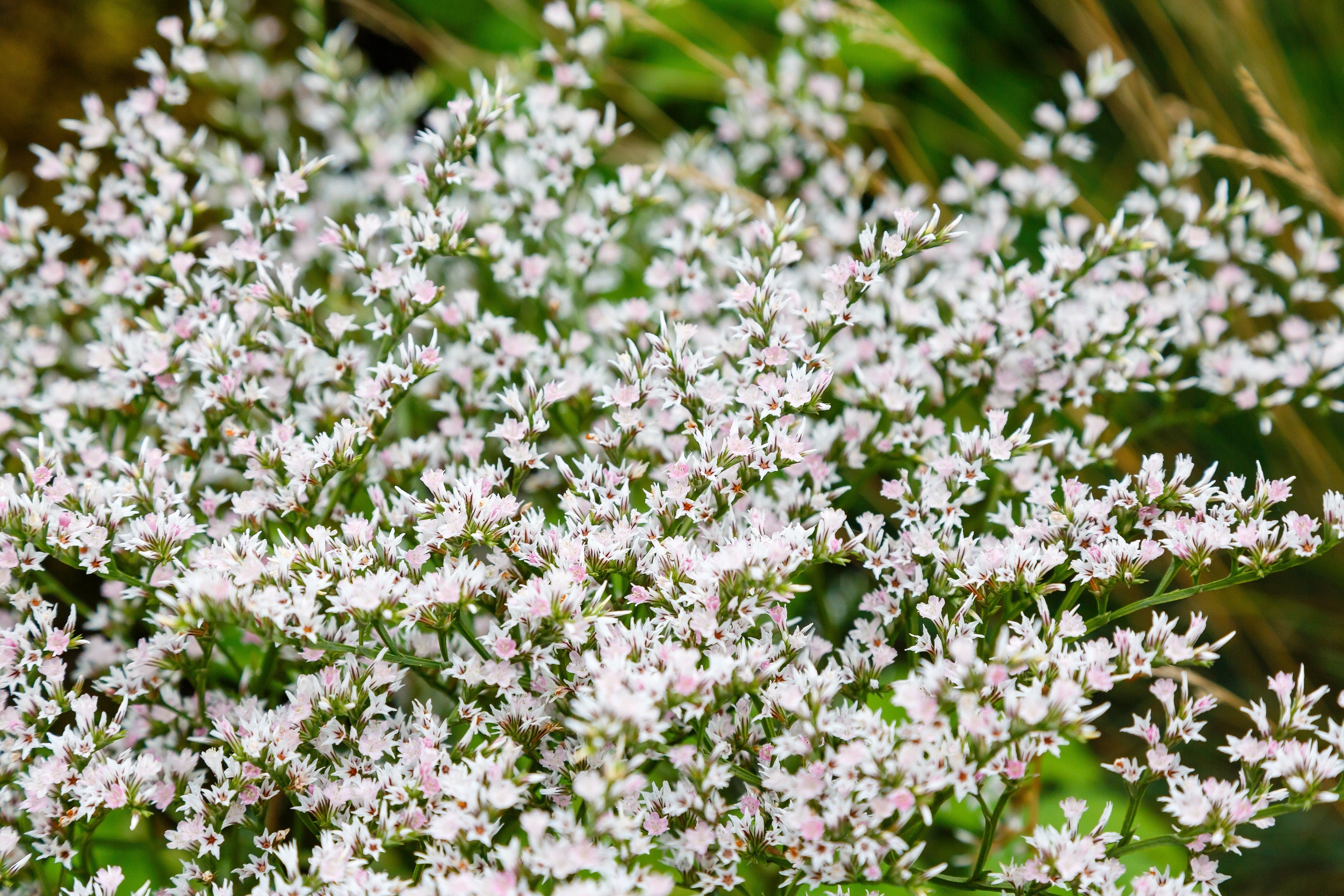 30 GERMAN STATICE White Sea Lavender Goniolimon Tataricum Limonium Flo ...