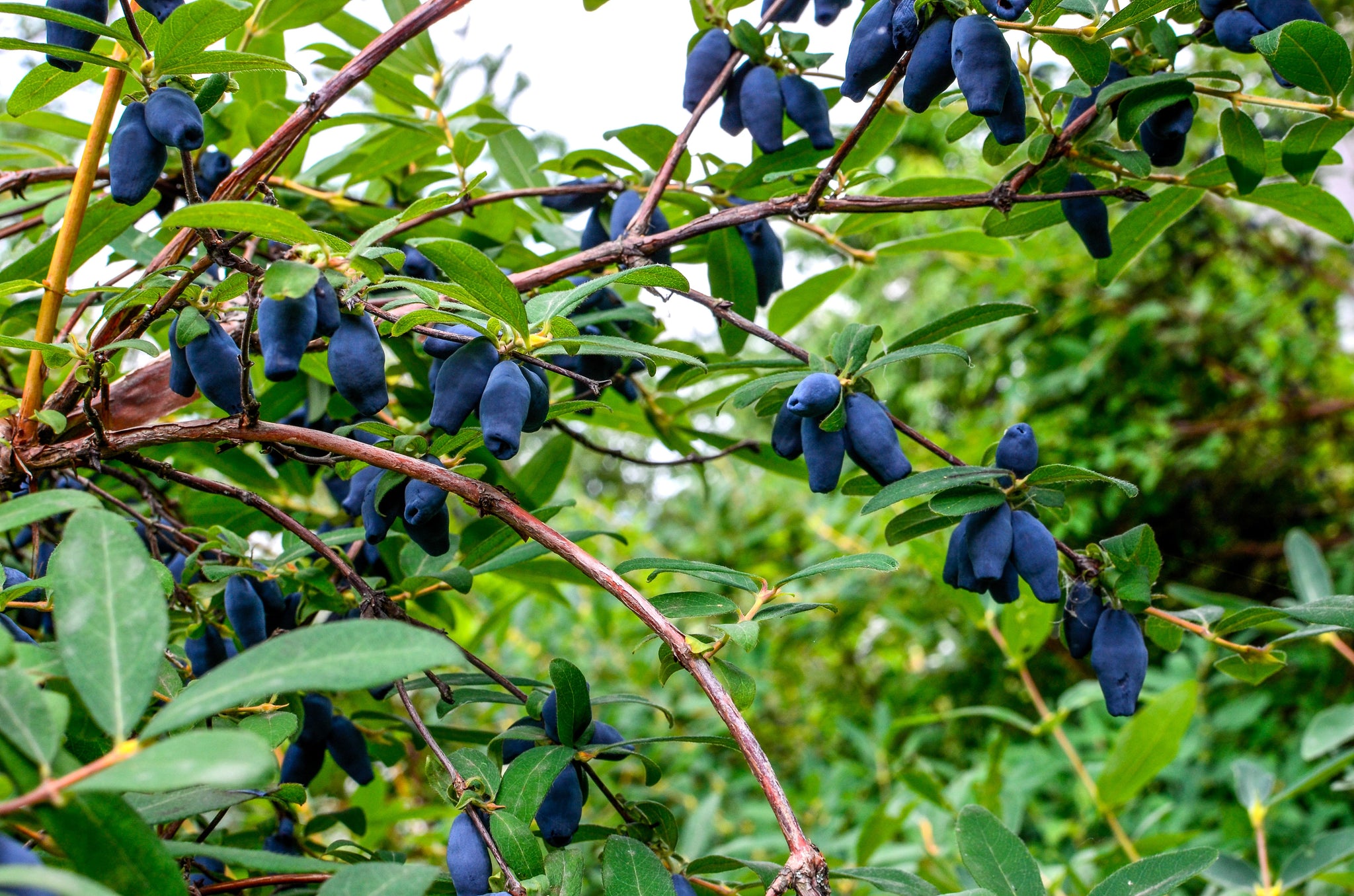 30 HONEYBERRY Blue Honeysuckle Lonicera Caerulea Edible Fruit Shrub Se ...