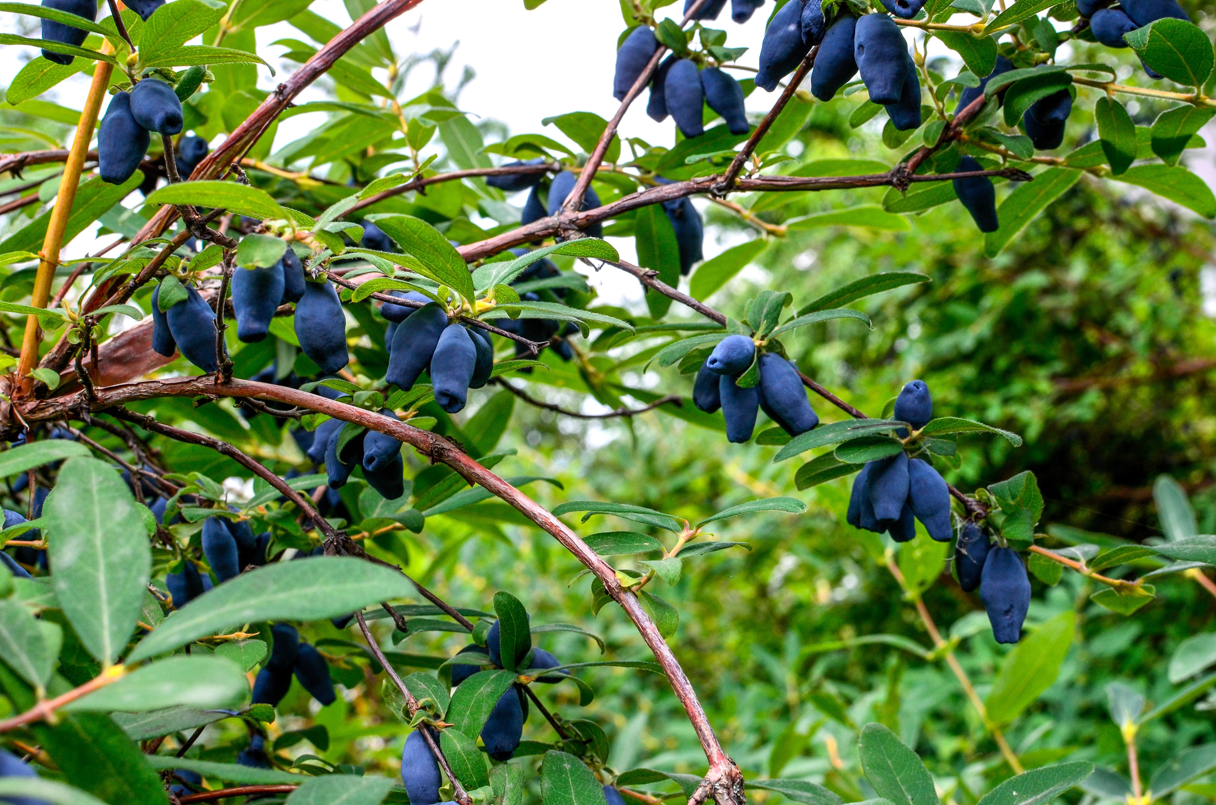 30 HONEYBERRY Blue Honeysuckle Lonicera Caerulea Edible Fruit Shrub Se ...