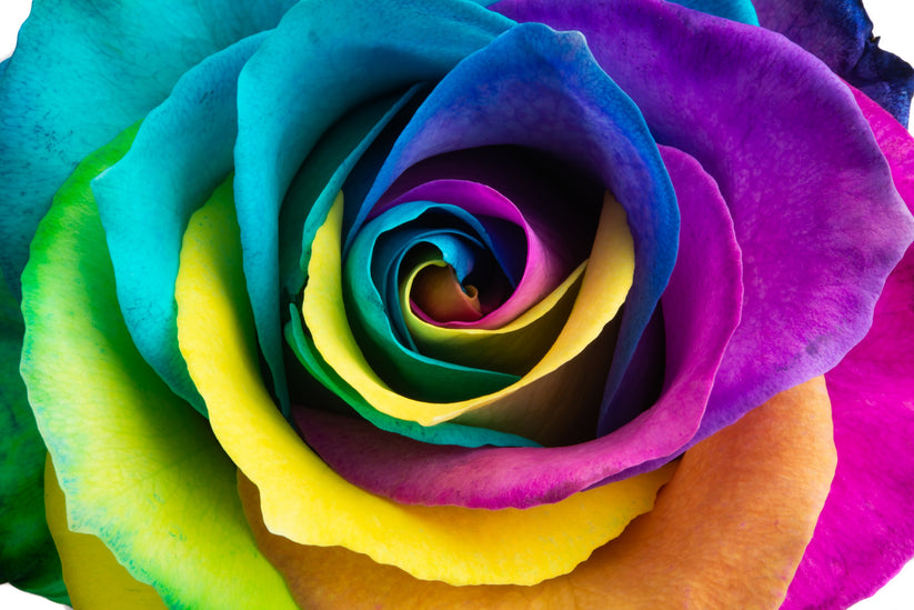 Make Your Own - 5 RAINBOW ROSE BUSH Seeds Shrub Rosa Flower – Seedville USA