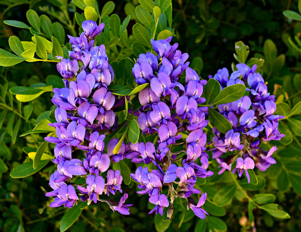 10 TEXAS Mountain LAUREL Sophora Secundiflora Mescal Tree Purple Flowe ...