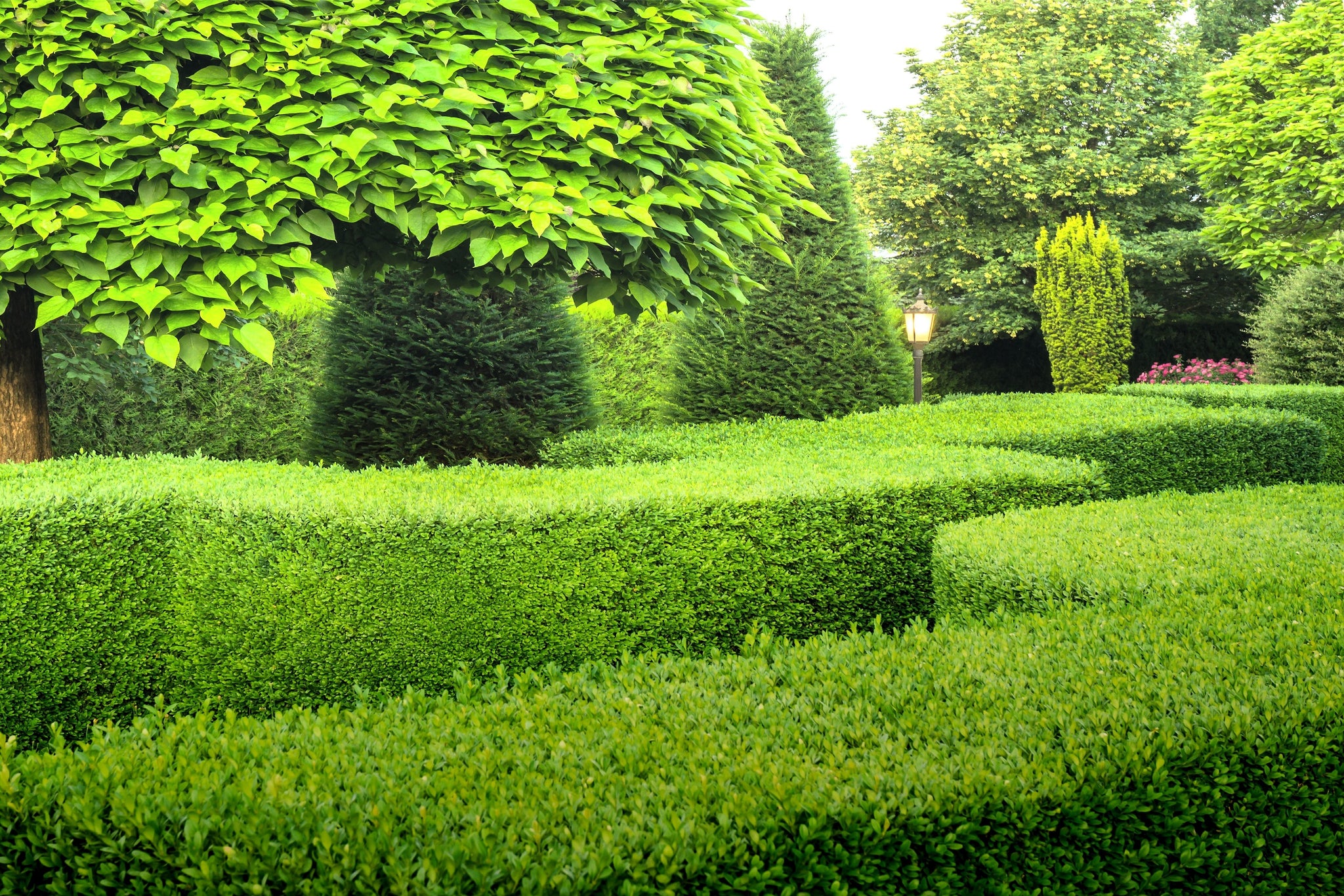 30 AMERICAN BOXWOOD Common Buxus Sempervirens European Box Shrub Seeds ...