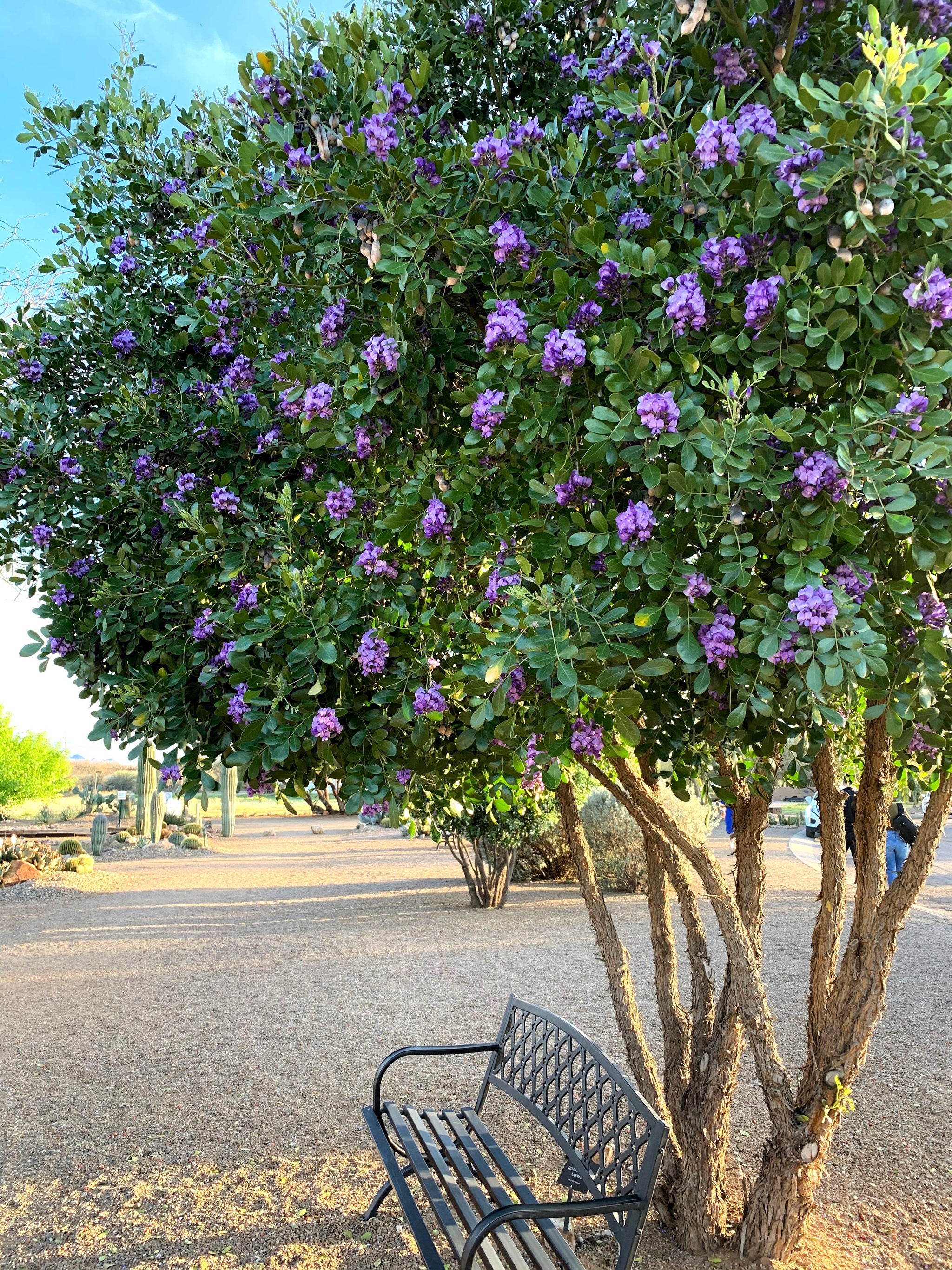 10 TEXAS Mountain LAUREL Sophora Secundiflora Mescal Tree Purple Flowe ...